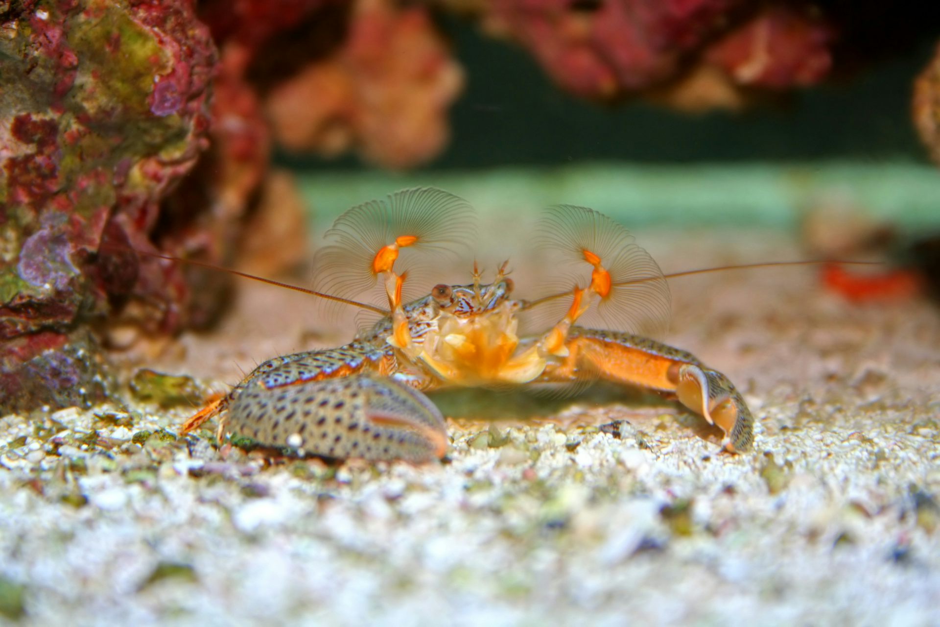 Oceans may become too acidic for animals to smell their way around