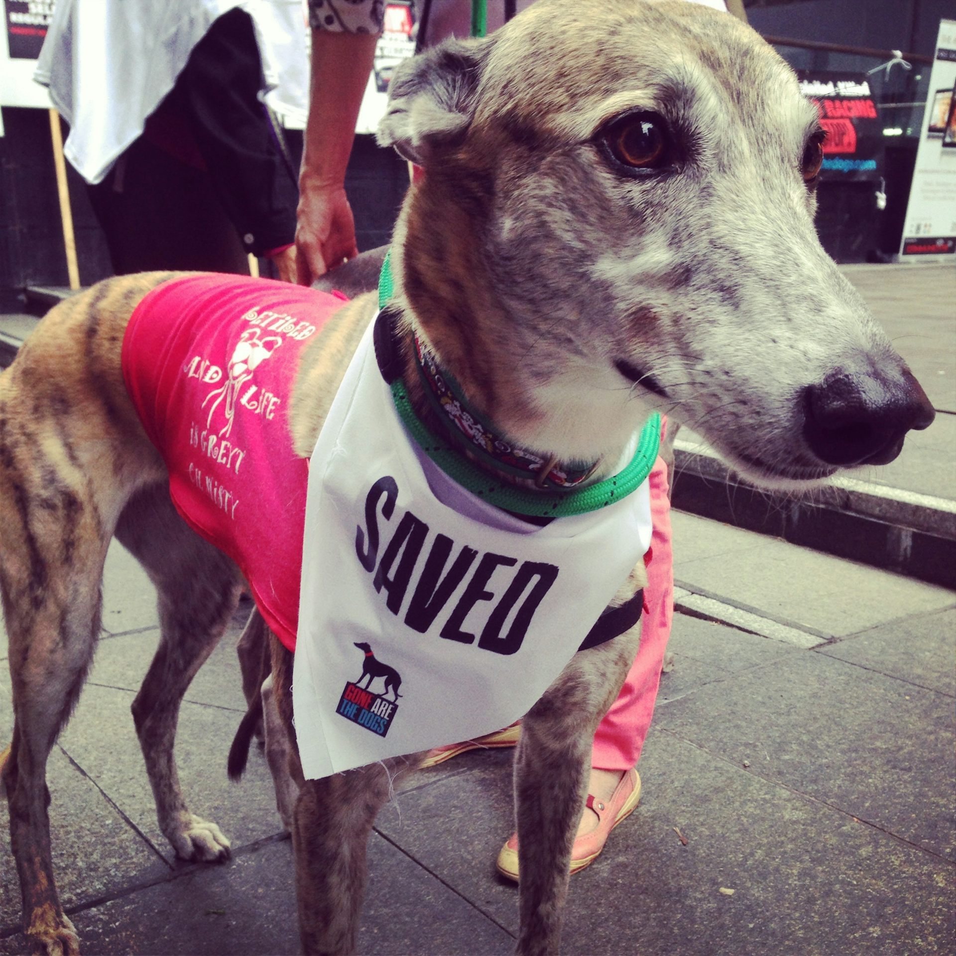 What other industries can learn from the failures of greyhound racing