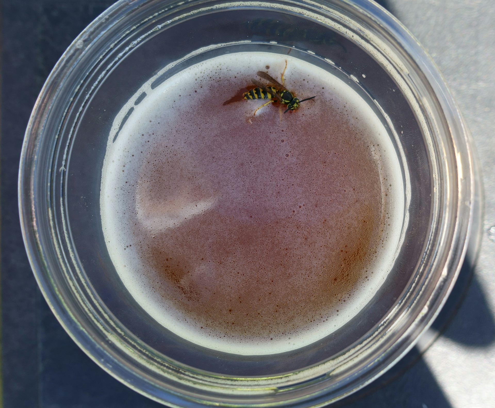 In defence of wasps: why squashing them comes with a sting in the tale
