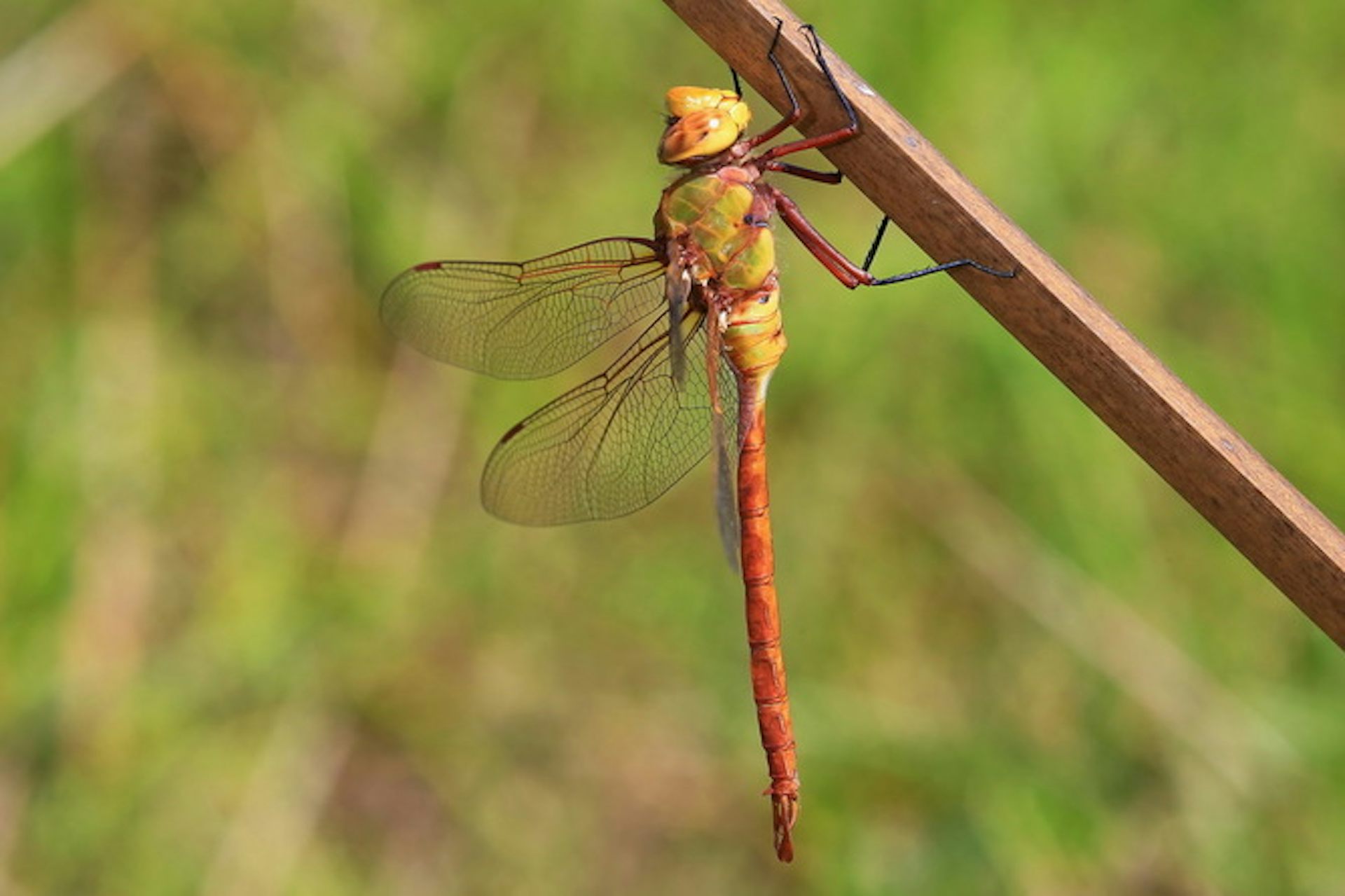 Les libellules, symbole d’une foisonnante biodiversité dont nous ...