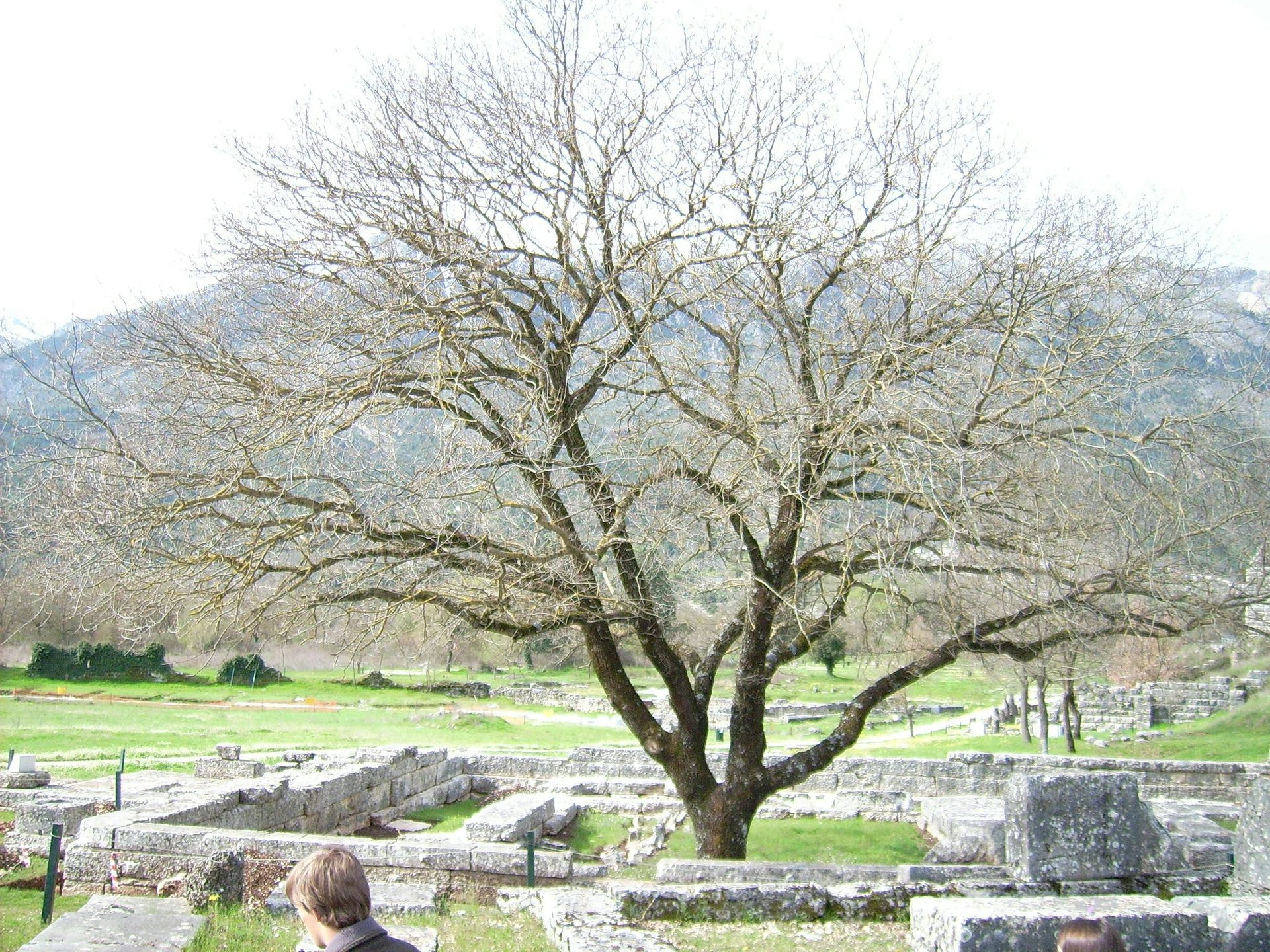 Friday essay: secrets of the Delphic Oracle and how it speaks to us today