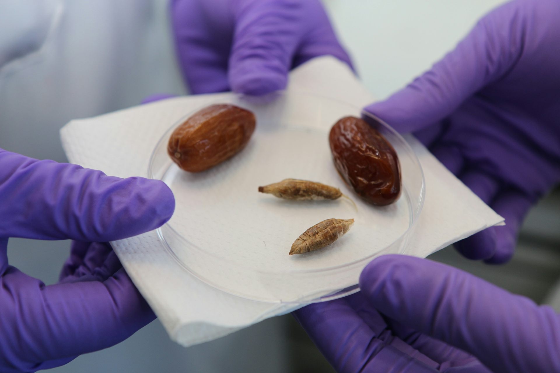 How date palm seeds can remove toxins from the environment