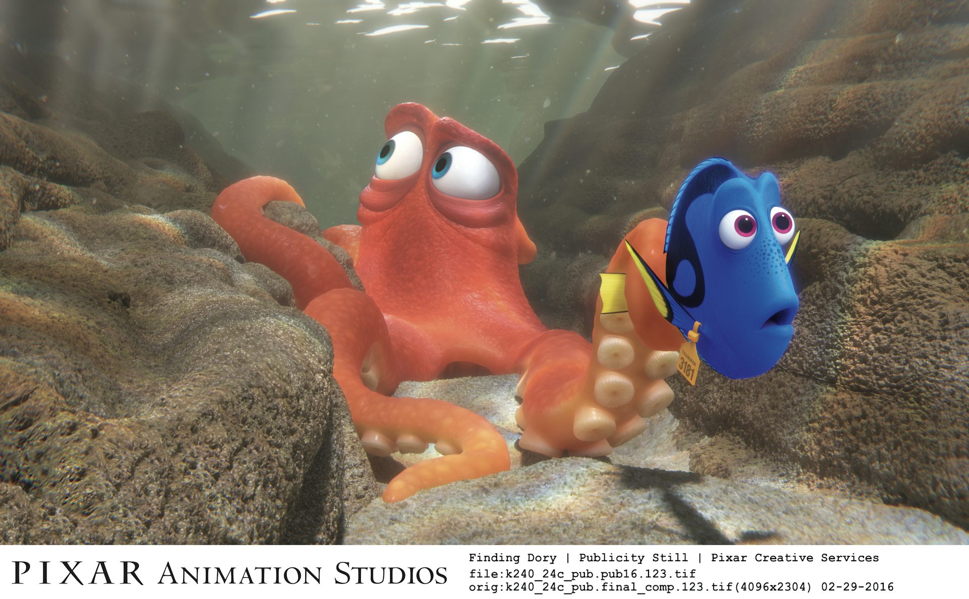 Fears for blue tang fish spike in the wake of Finding Dory