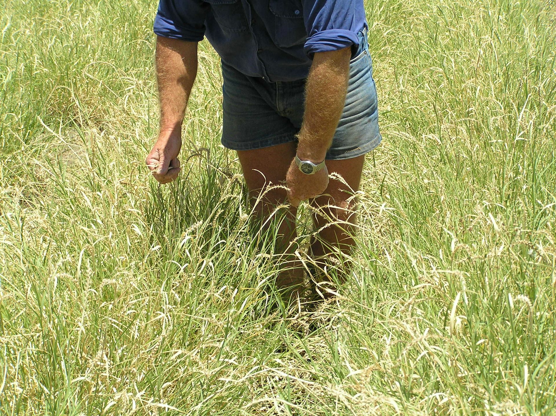 Producers Grass Profile For Changzhou New Moon Grass Co.,Ltd