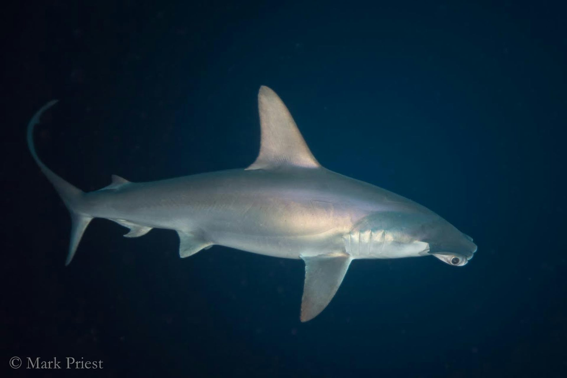 Can buying up fishing licences save Australia’s sharks?