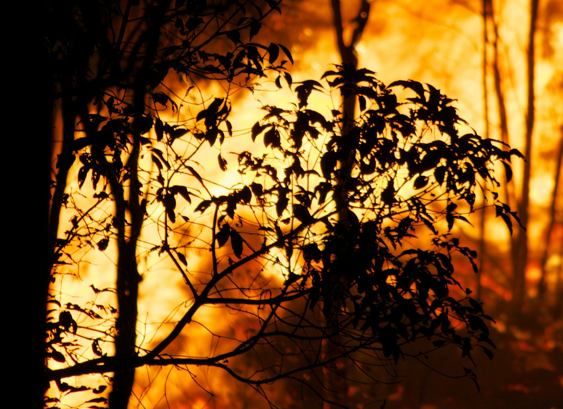 New modelling on bushfires shows how they really burn through an area