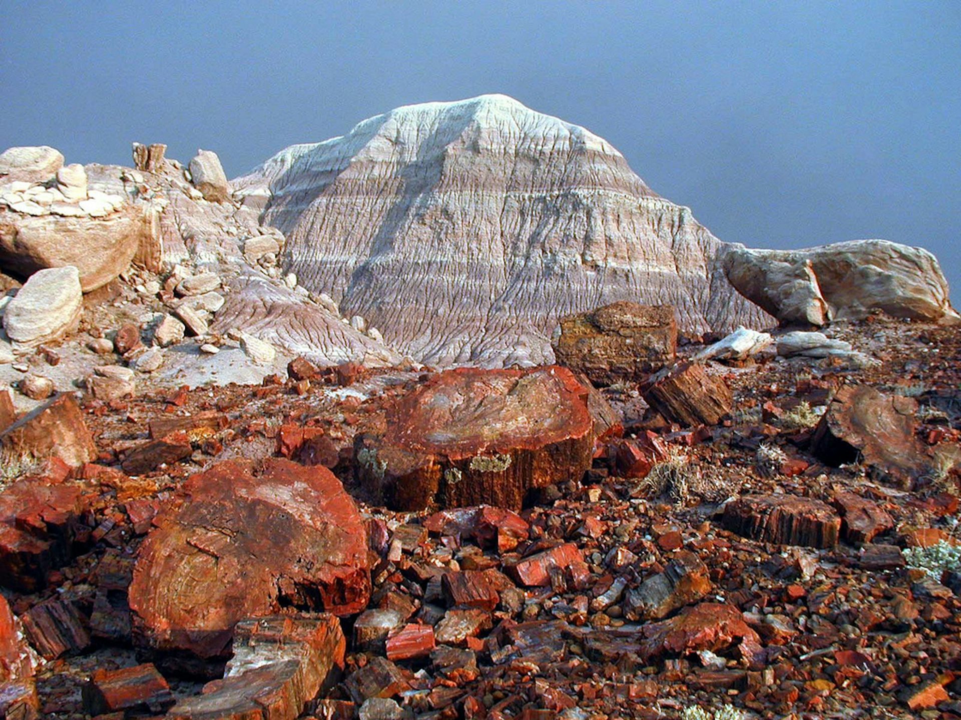 On tree rings, CO2 levels and the Pliocene