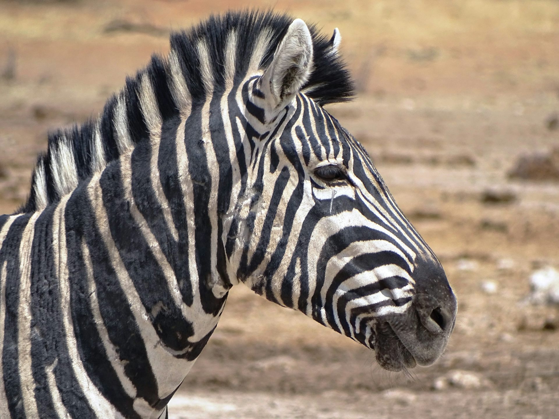 Protected areas are helping save our favourite animals – but let’s not ...