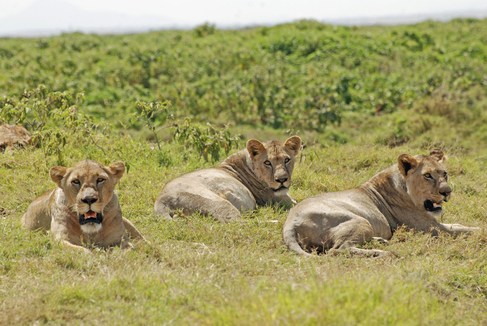 Genetic studies may hold the key to saving west and central Africa’s lions