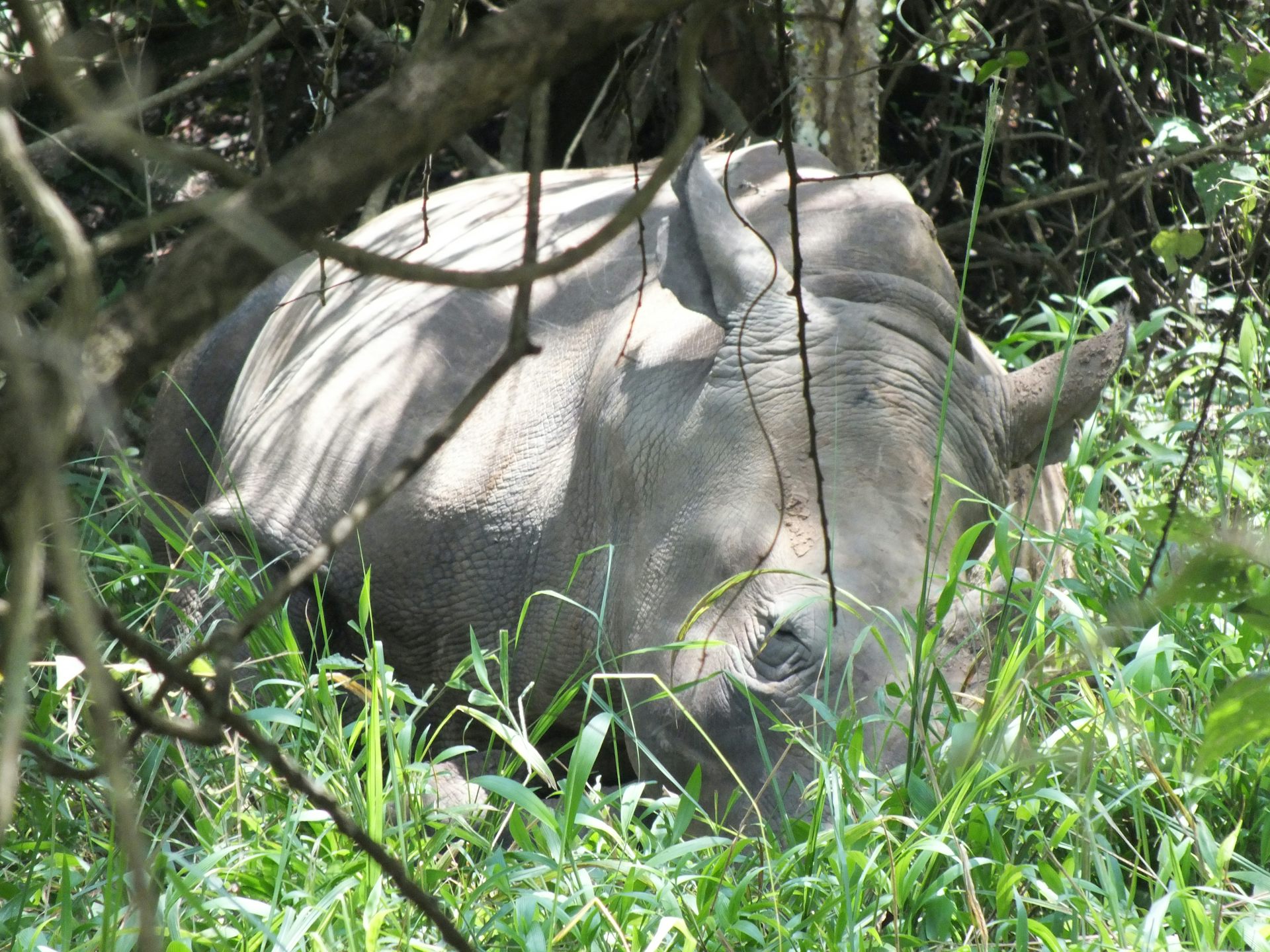 Save the elephant: what we can learn from failures of the war on drugs