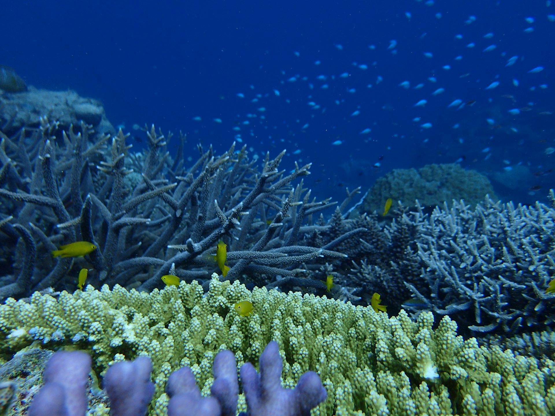 What we have in common with corals and their unexplored microbial world