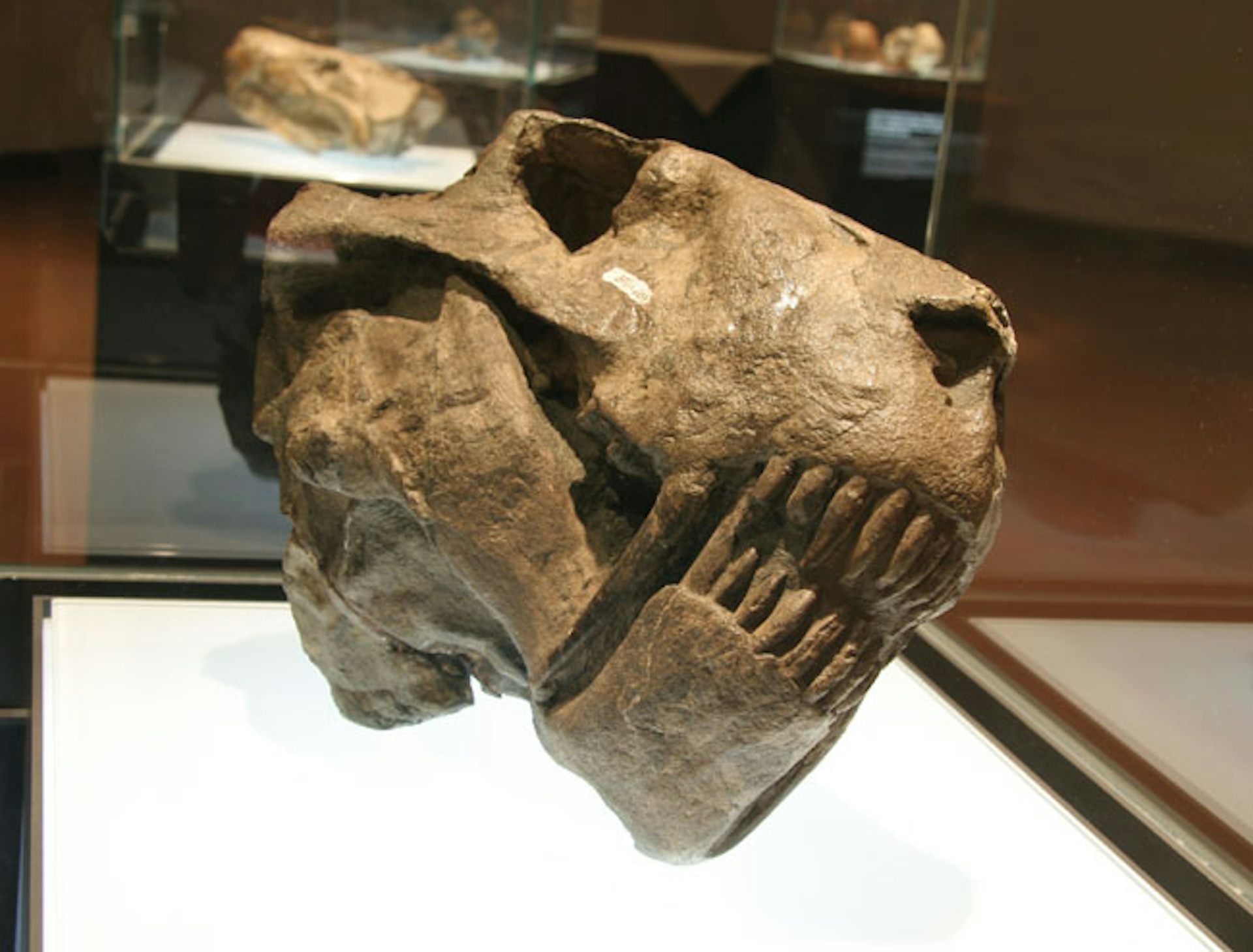 You can thank our pre-mammalian ancestors for your sexy teeth