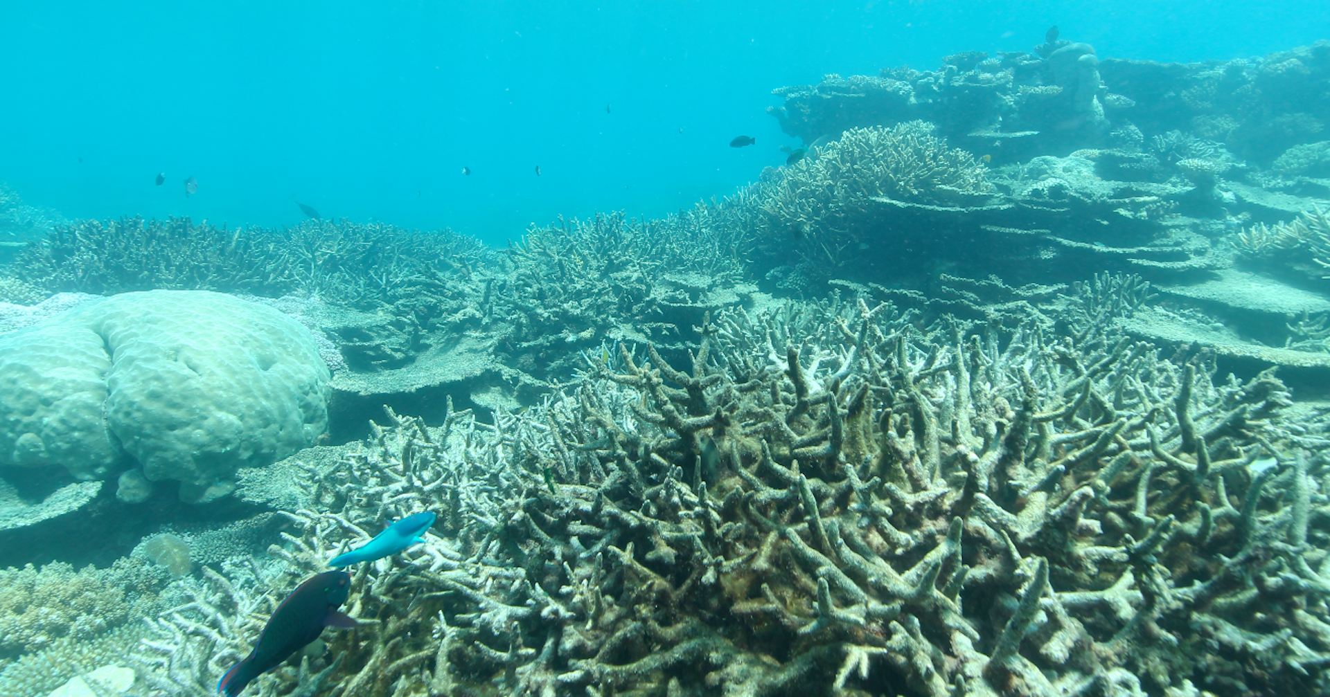 Death on the Great Barrier Reef: how dead coral went from economic ...