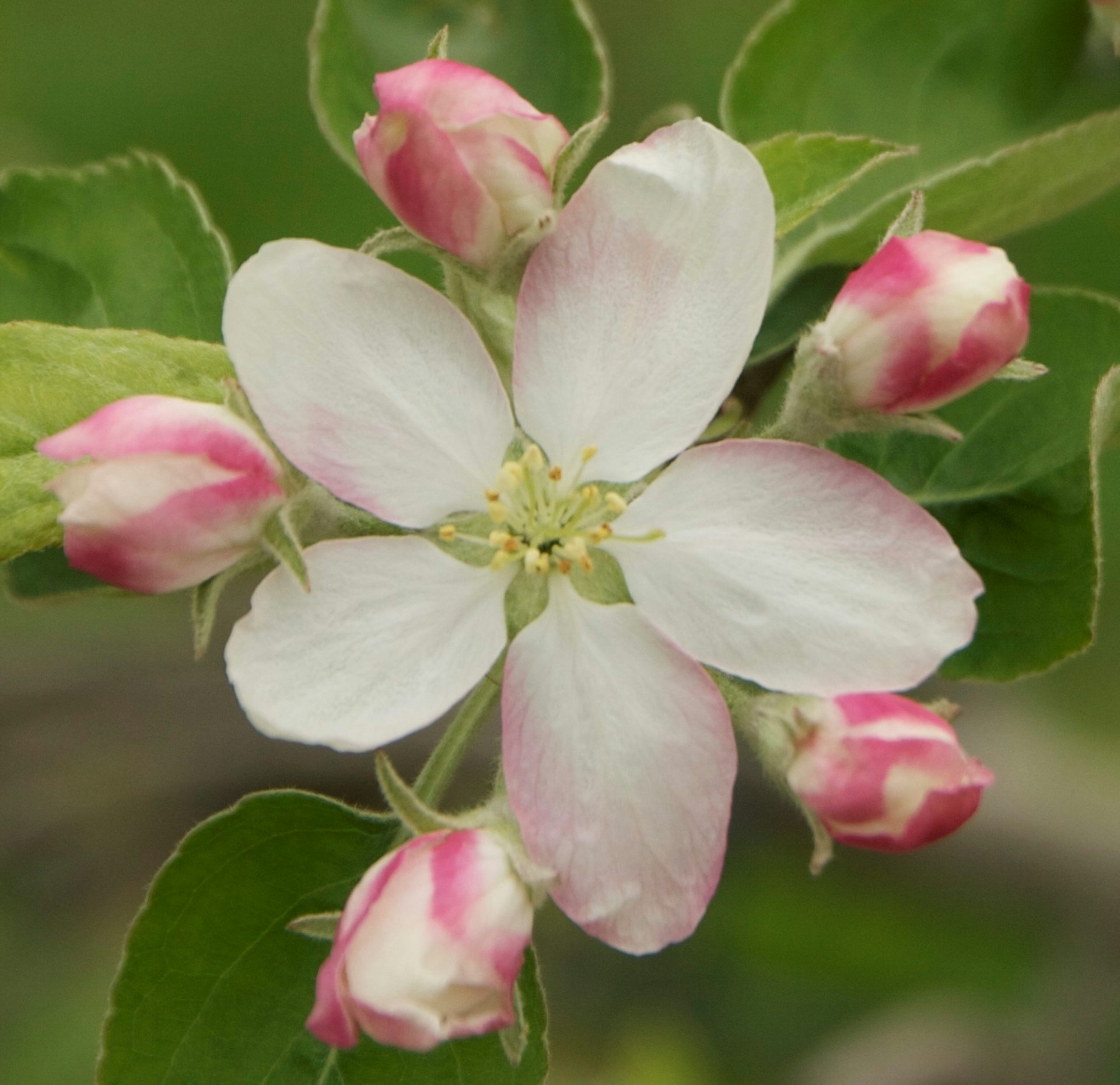 Climate change is happening in your garden: here's how to spot it