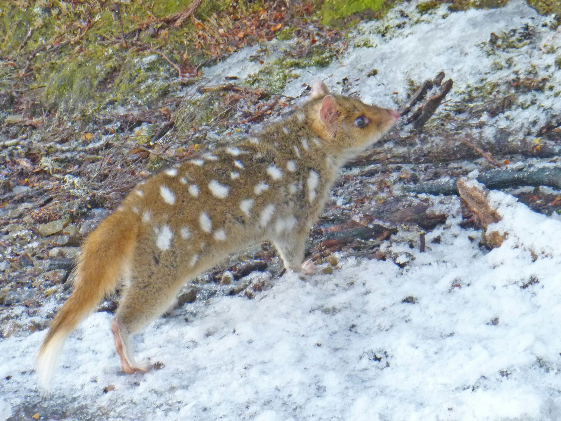 Eastern quolls edge closer to extinction – but it’s not too late to ...