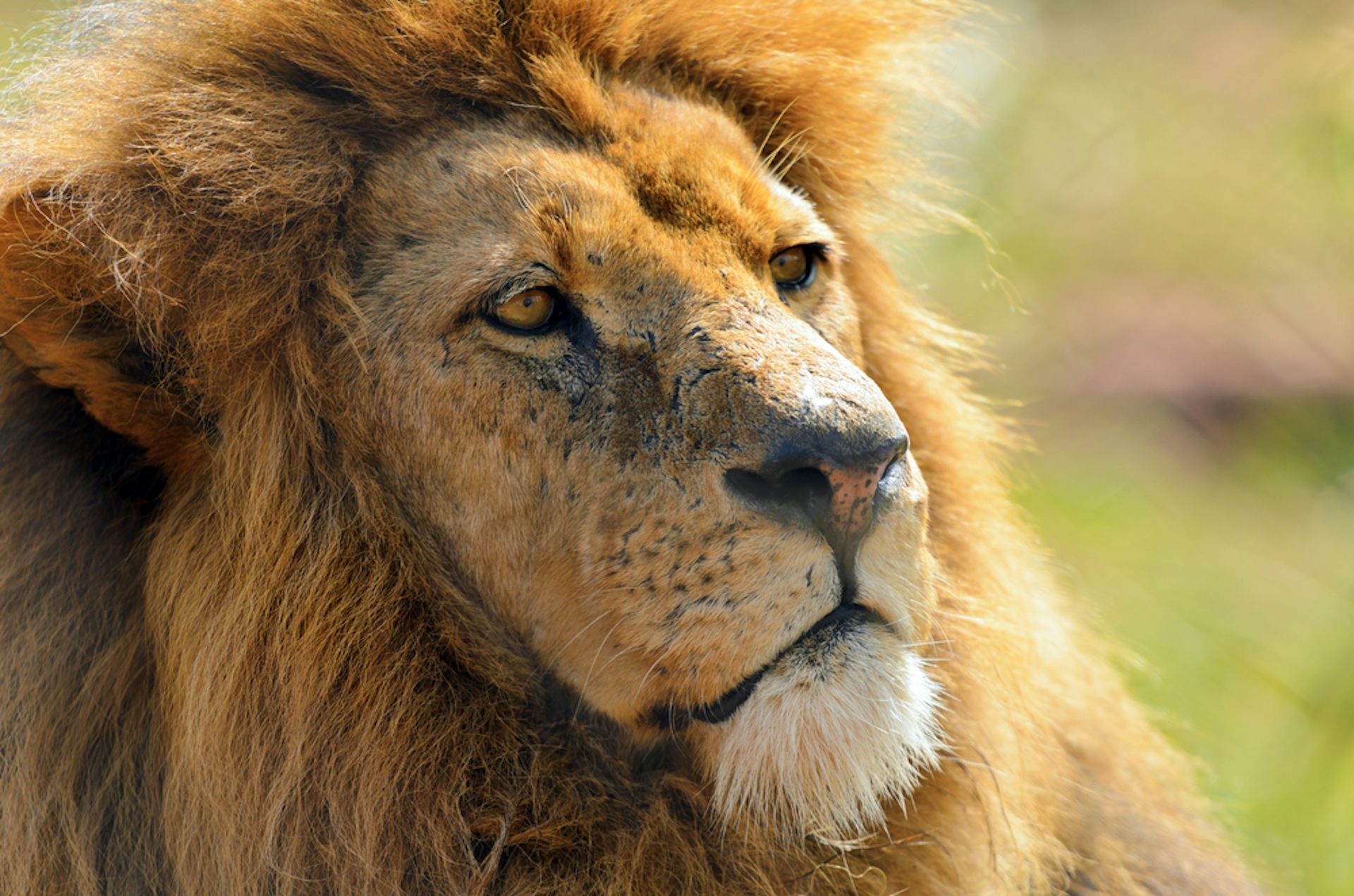 Lions are better protected, but loopholes mean threats remain