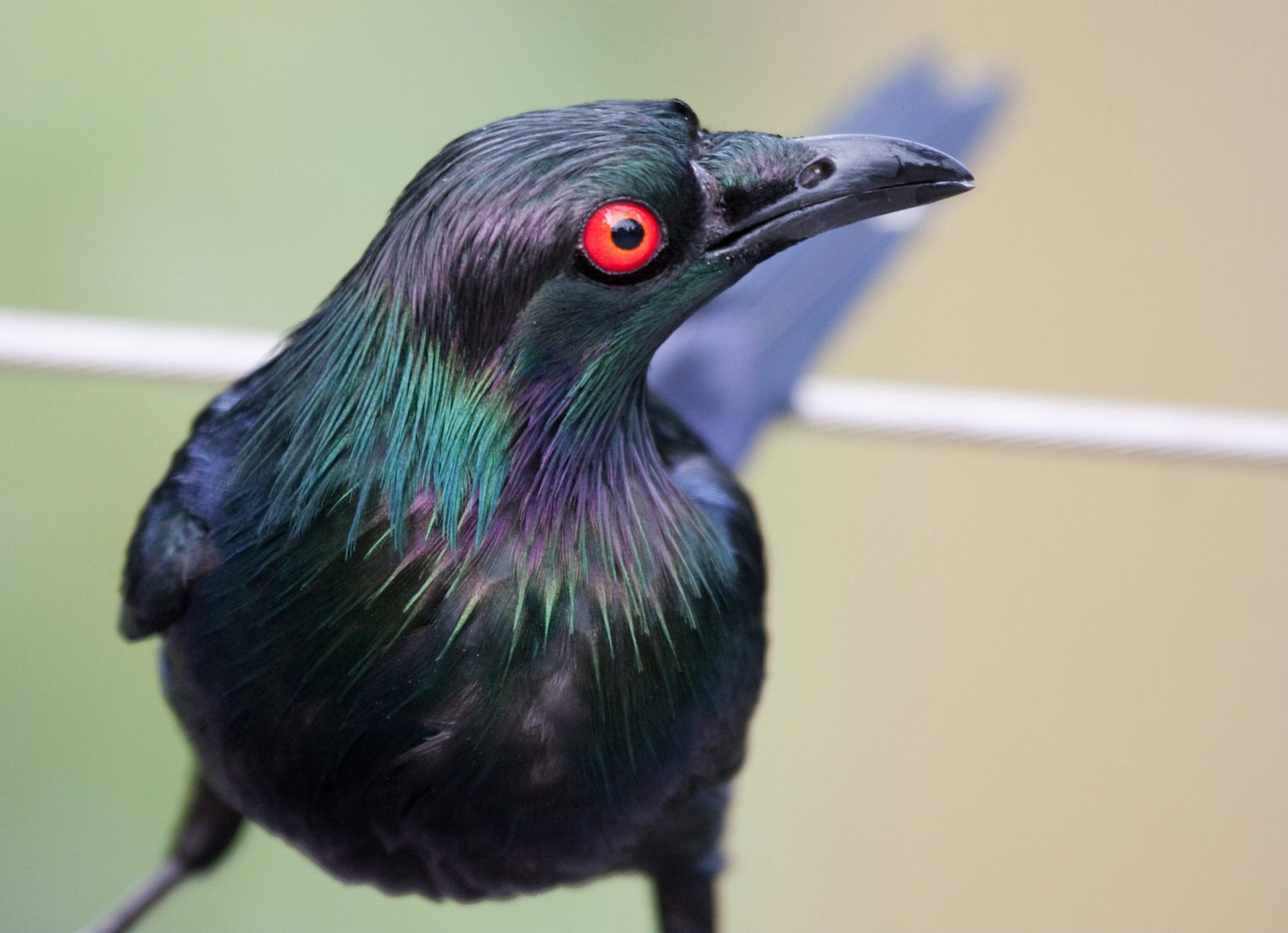 Red Eyed Black And Red Bird