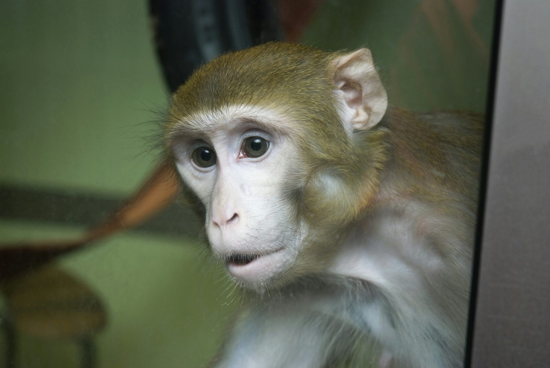 Using monkeys for research is justified – it’s giving us treatments ...