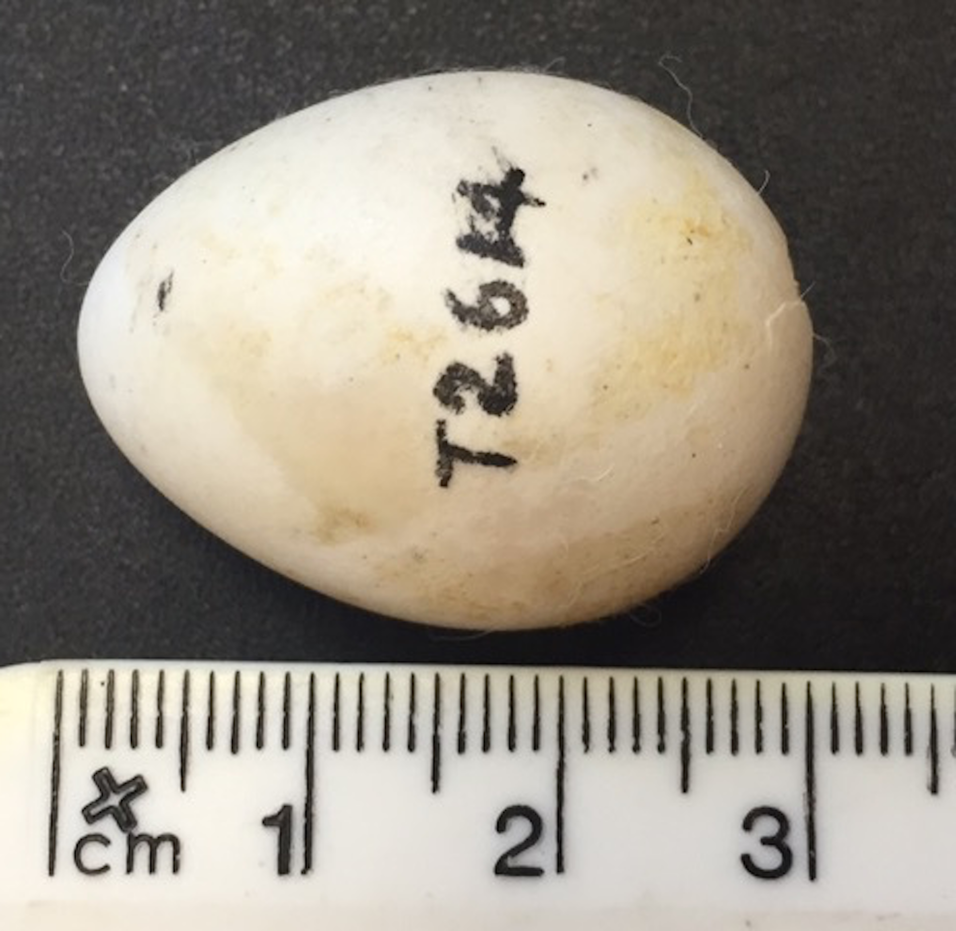 Cracked it! A 30-year cold case involving an egg and the mysterious ...