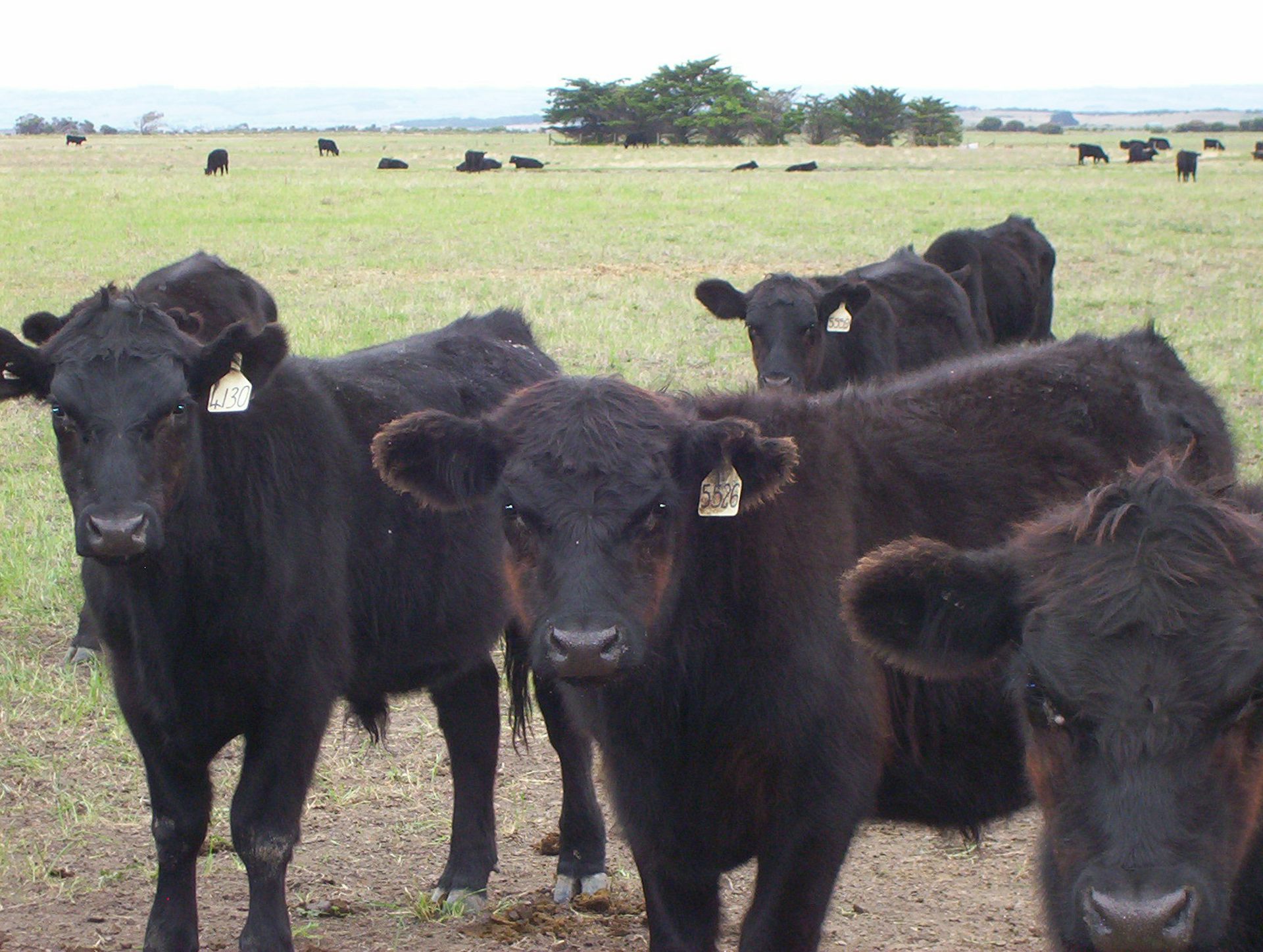 It’s complicated: Australia’s relationship with eating meat