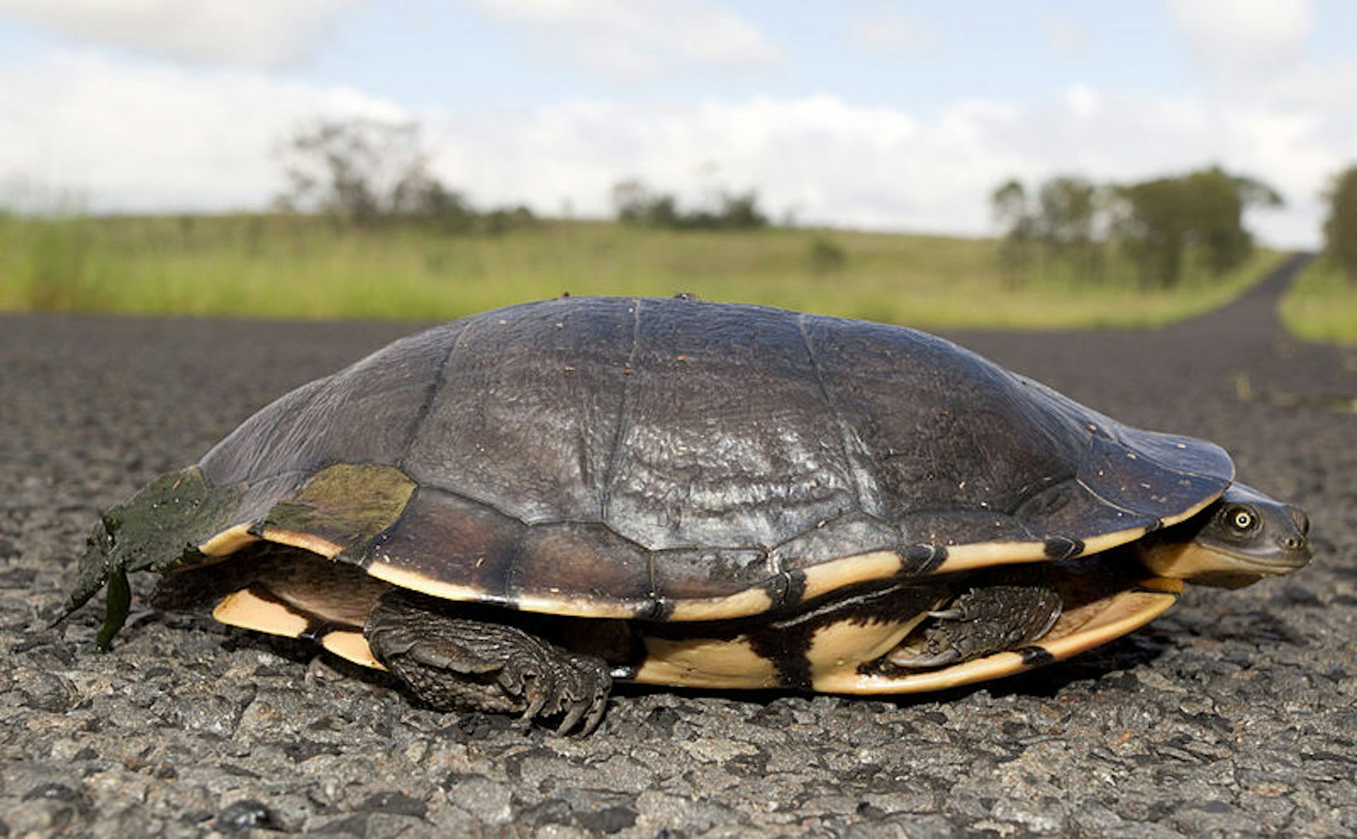 How did the turtle get its shell? Fossil discovery gives us a clue
