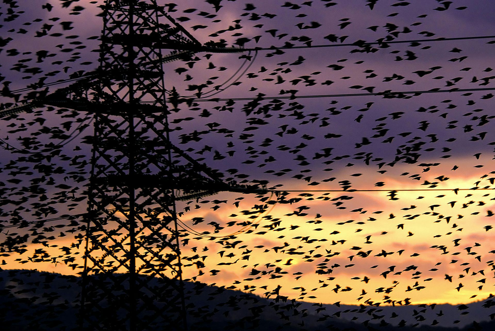 Birdbrains cry aflockalypse as fish die and birds fall from sky