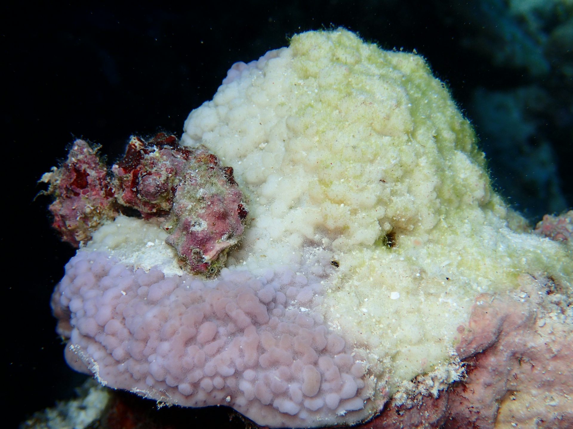 Will the Great Barrier Reef recover from its worst-ever bleaching?