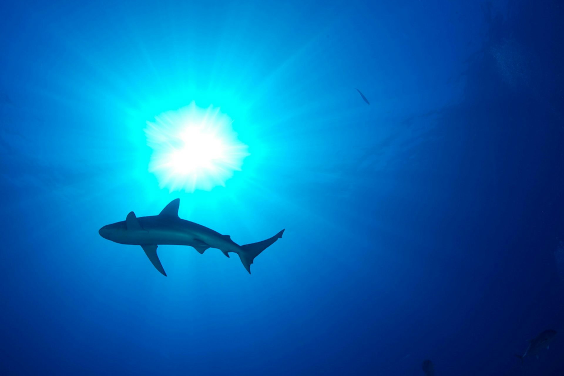 Curious Kids: Do sharks sneeze?