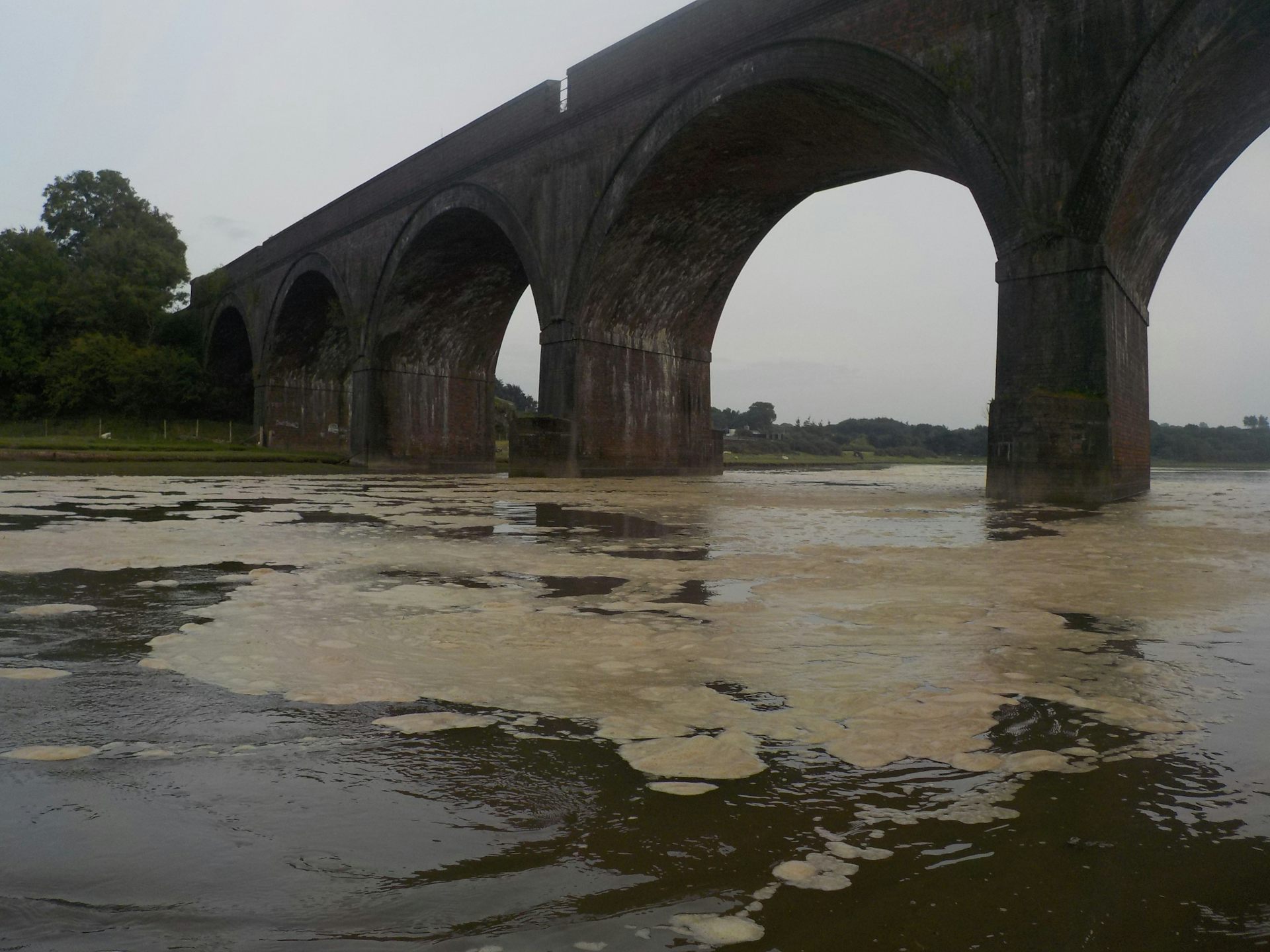 Uncovered: the mysterious killer triffids that dominate life in our oceans