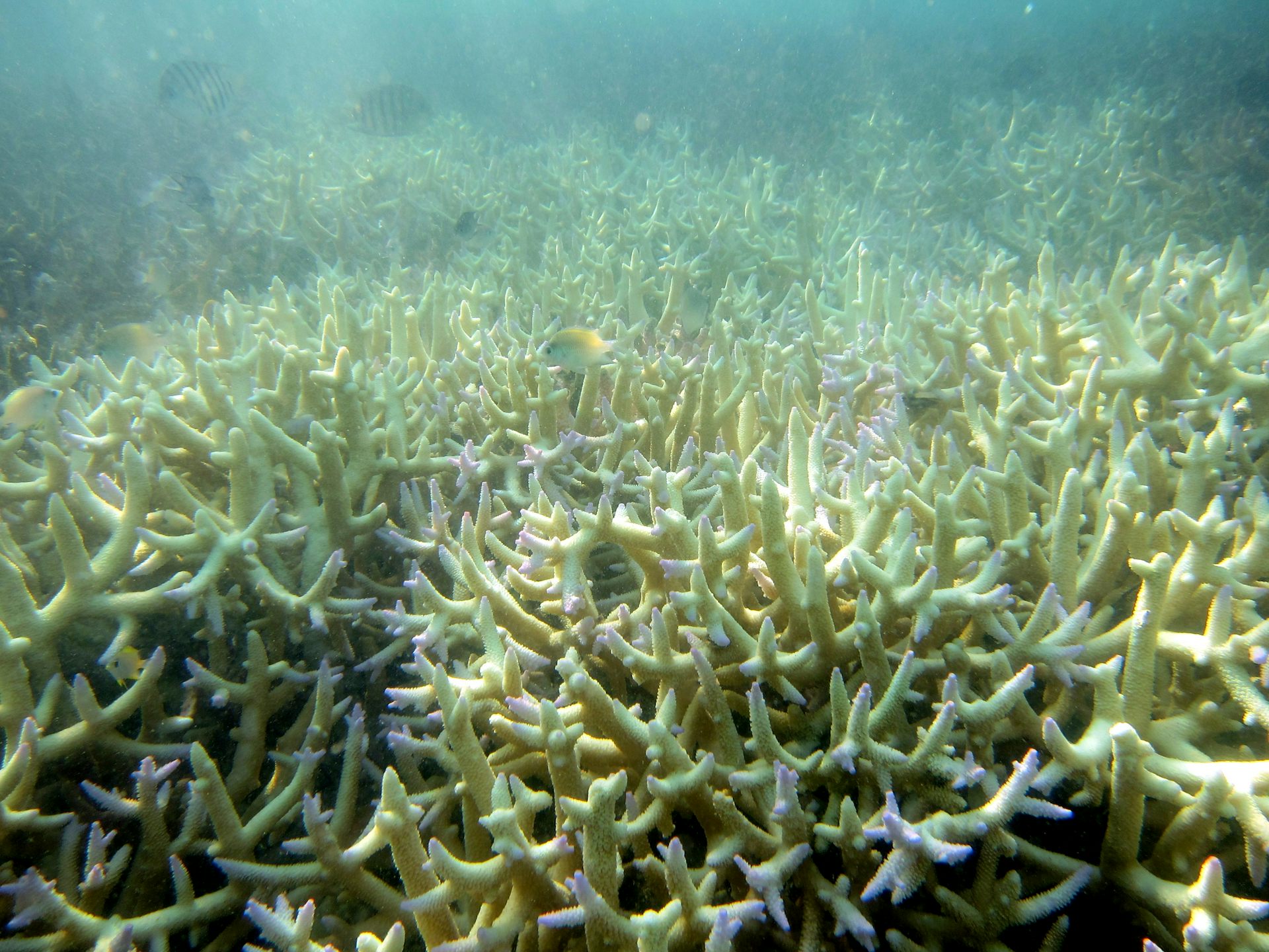 The third global bleaching event took its toll on Western Australia’s ...
