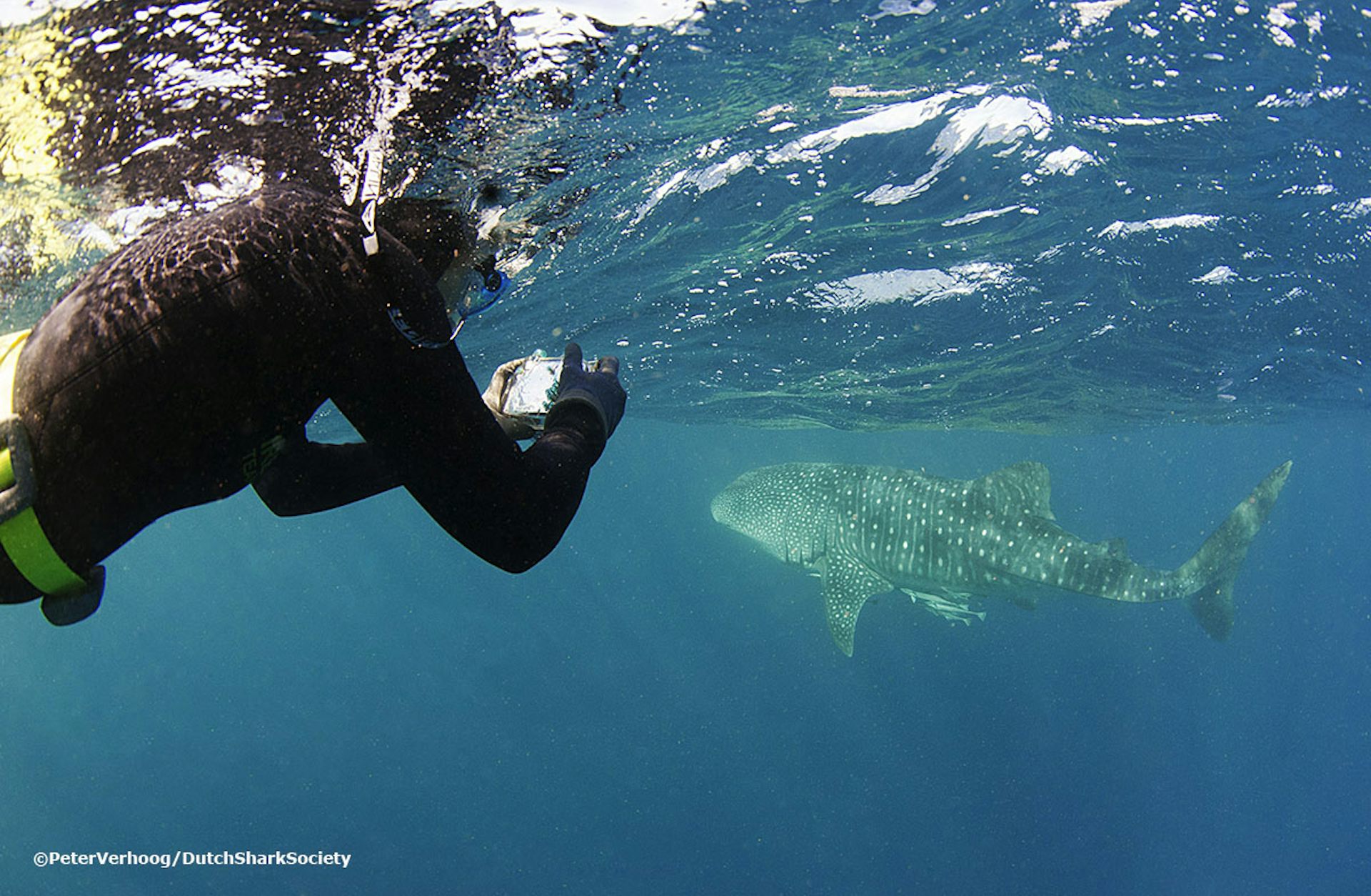 Whale shark mugshots reveal teenage males hang around WA's coast