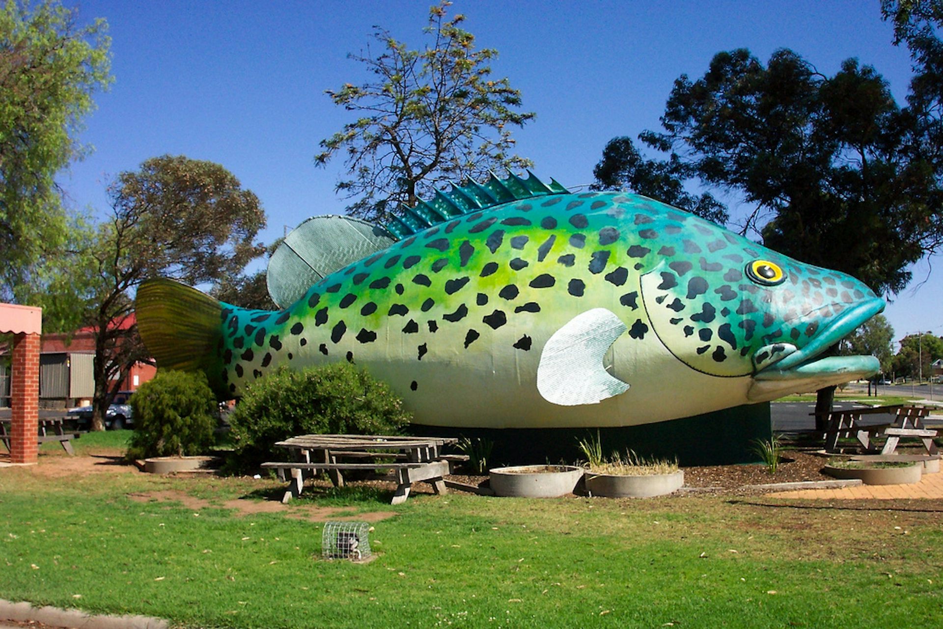 Looking at the Murray Darling through a native fish-eye lens