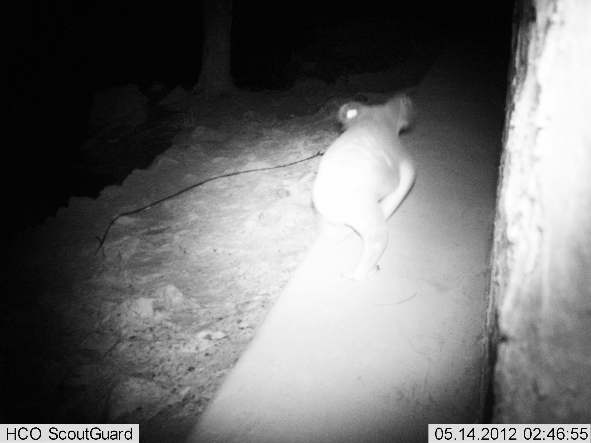 Koala Cul-de-sac? Development a dead end for wildlife