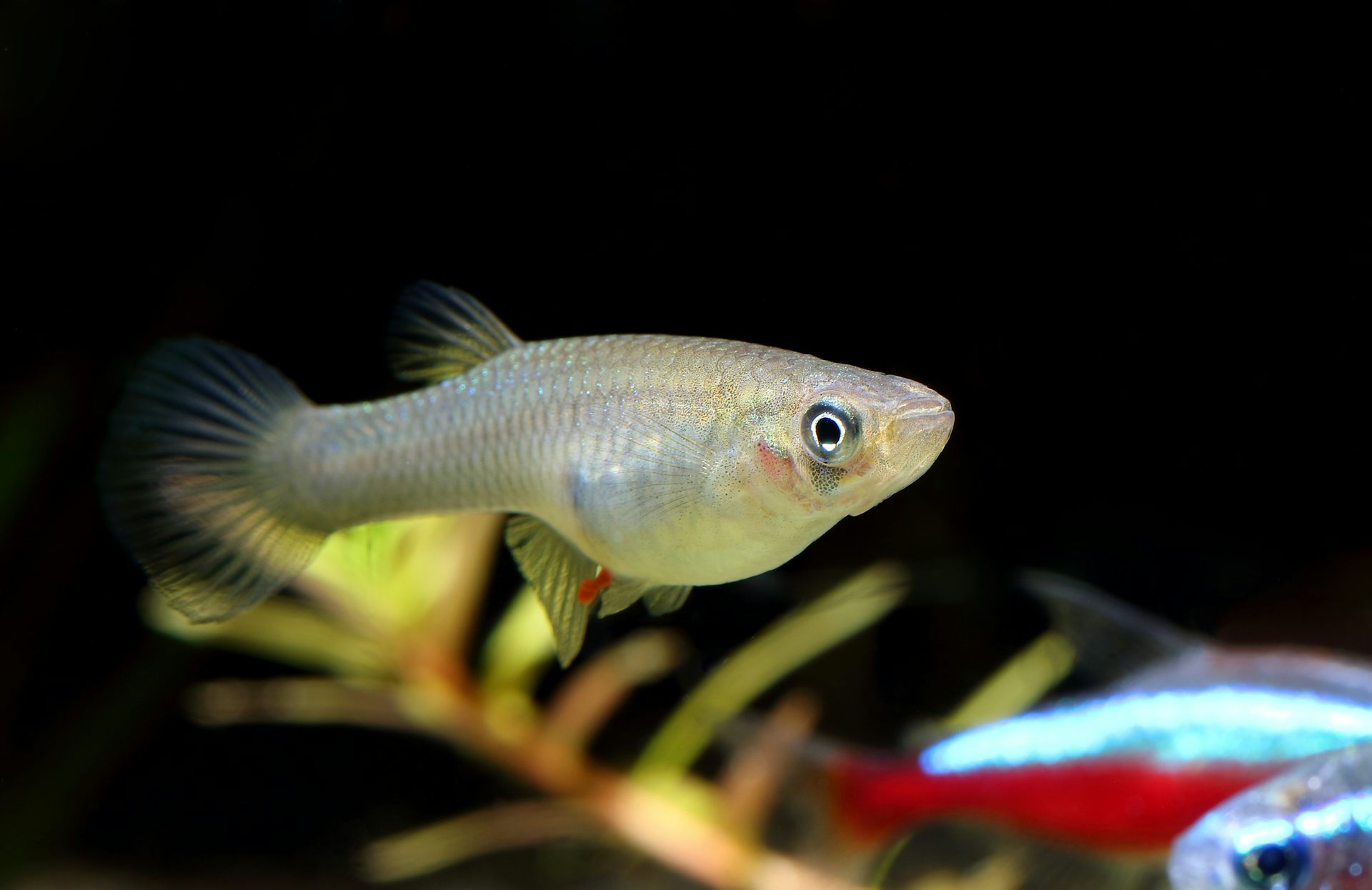 Study finds some female fish evolve bigger brains when males have ...