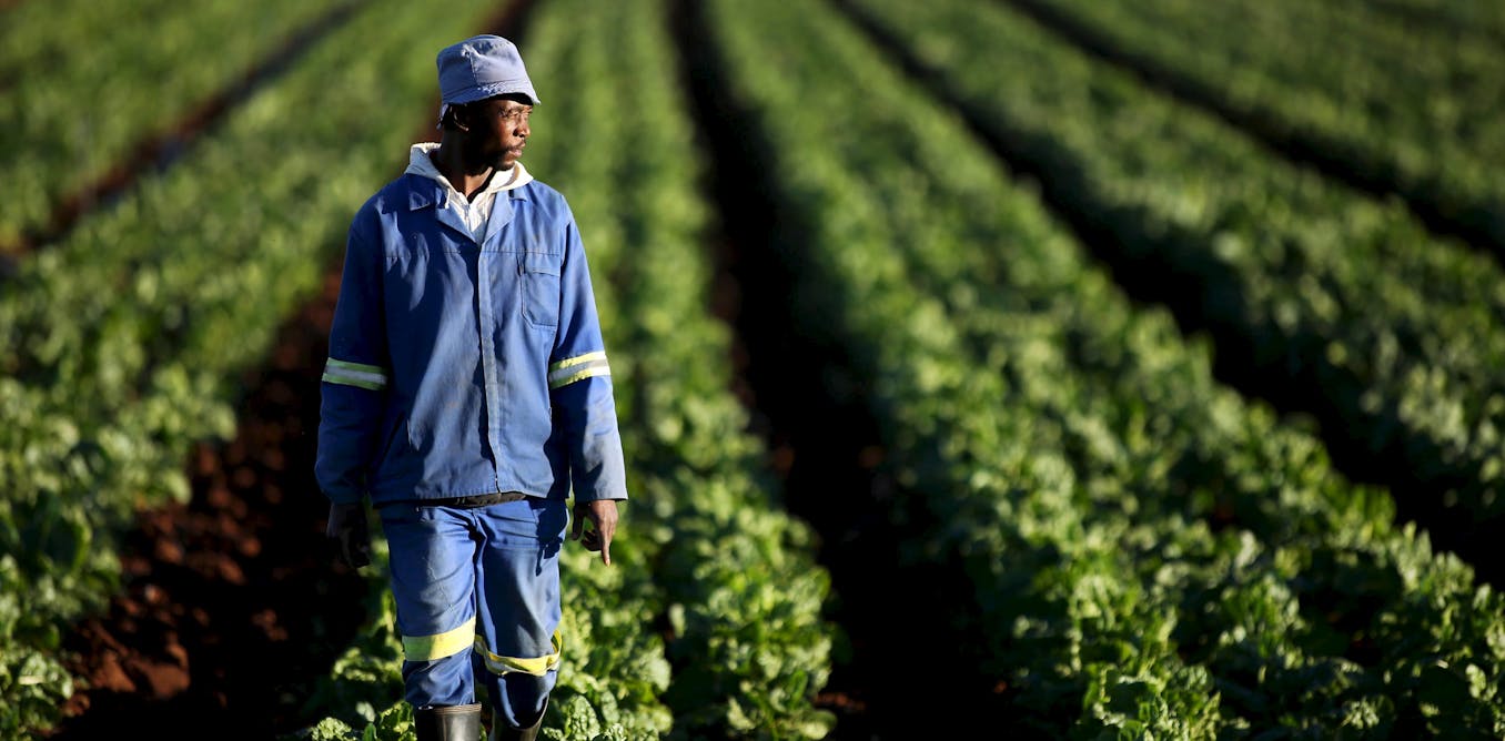 South Africas Land Reform Efforts Lack A Focus On Struggling Farmers