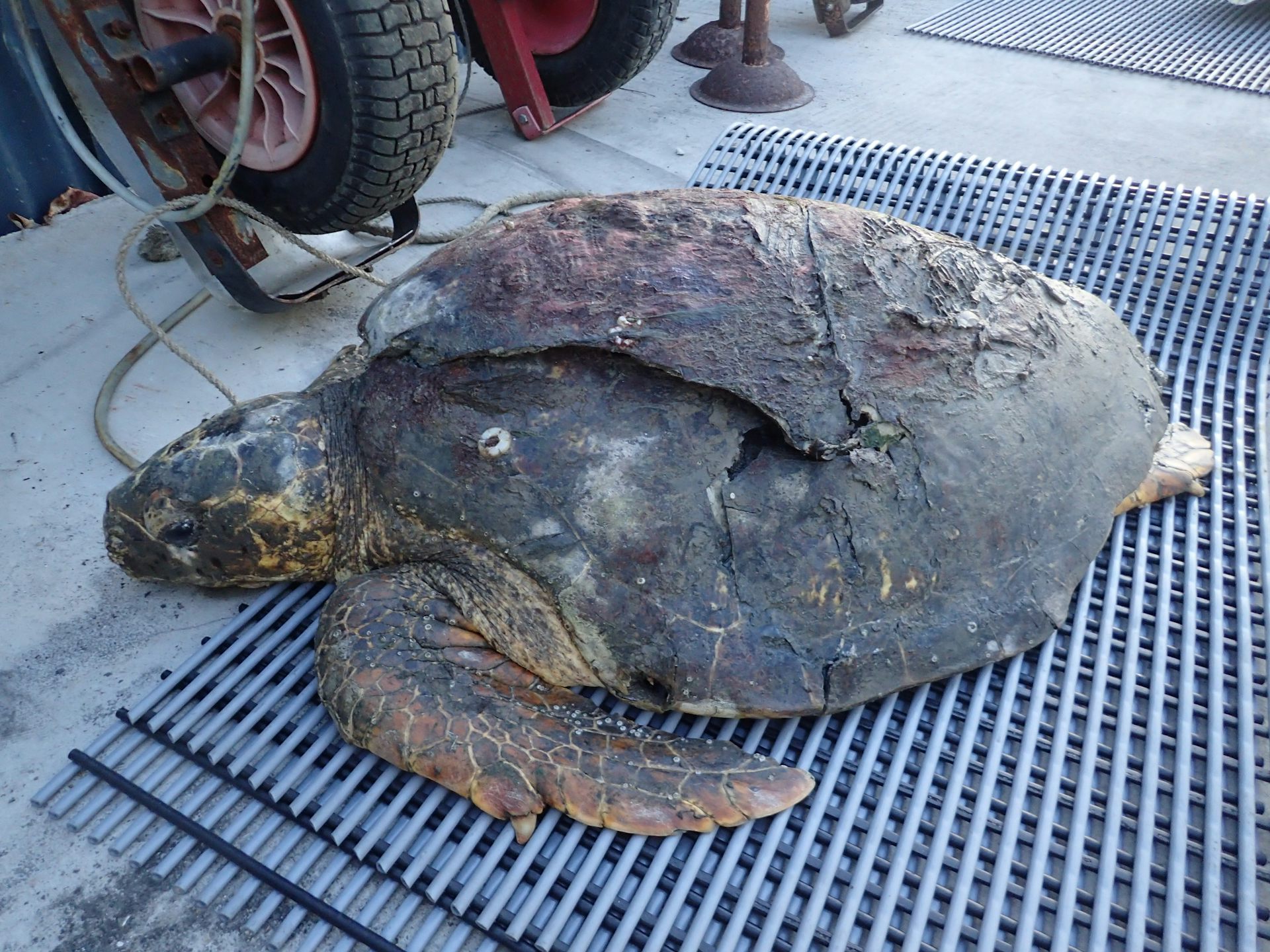 Traditional hunting gets headlines, but is not the big threat to ...