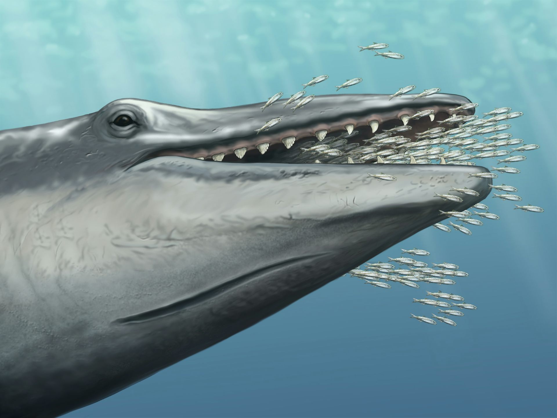 Ancient four-legged whales once roamed land and sea