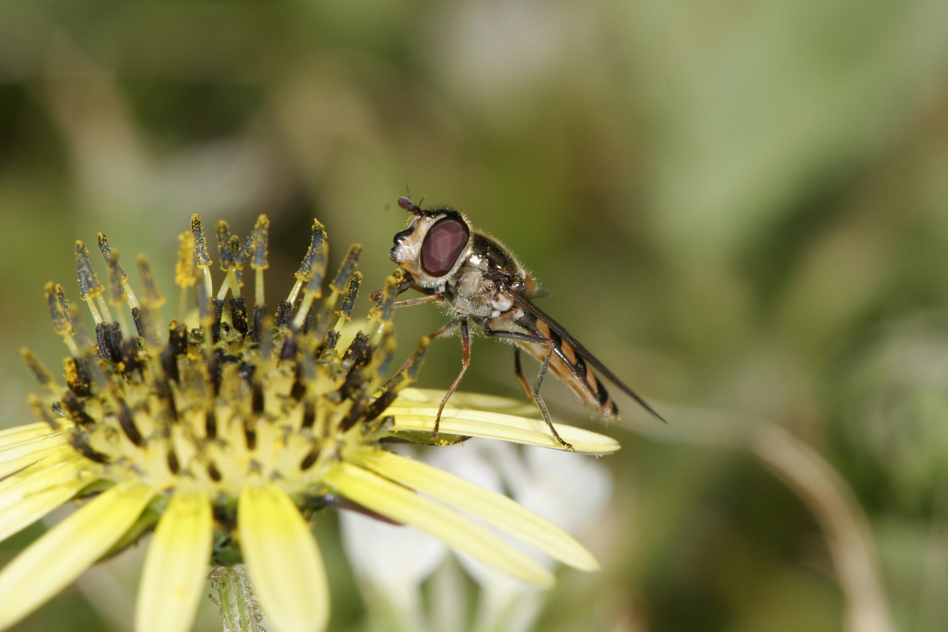 From warm to swarm: why insect activity increases in summer