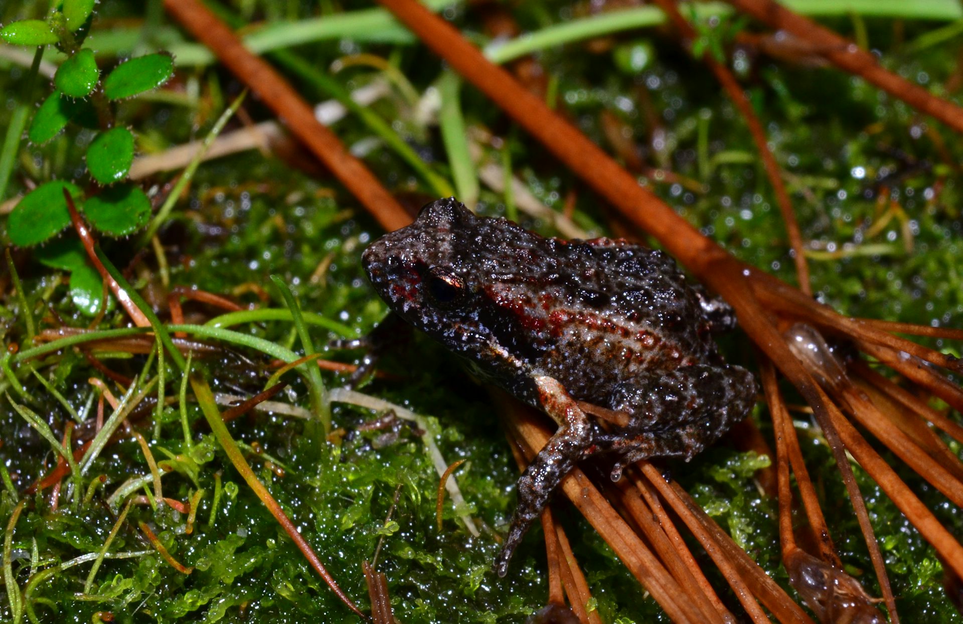 How we learned to listen to elusive, threatened frogs