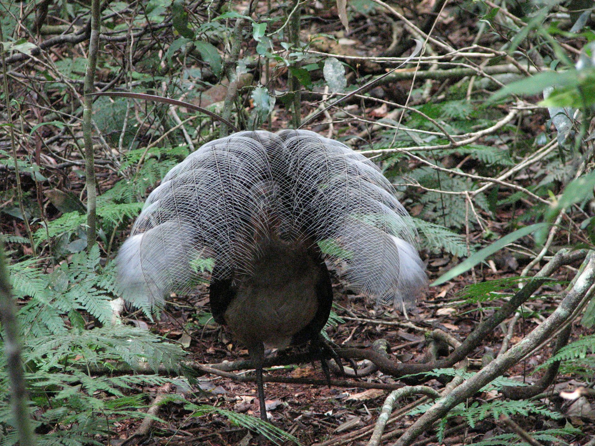 Let me see you shake your tailfeathers: why lyrebirds really can dance
