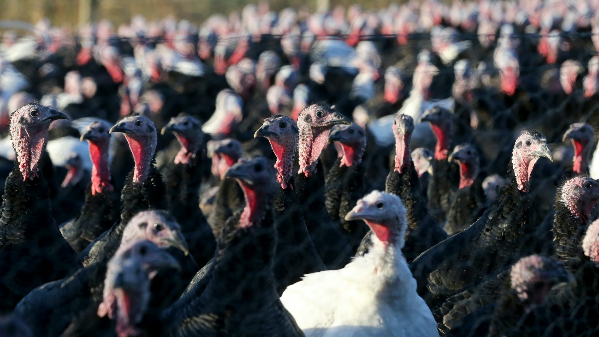 How your Christmas turkey arrives already stuffed – with antibiotics