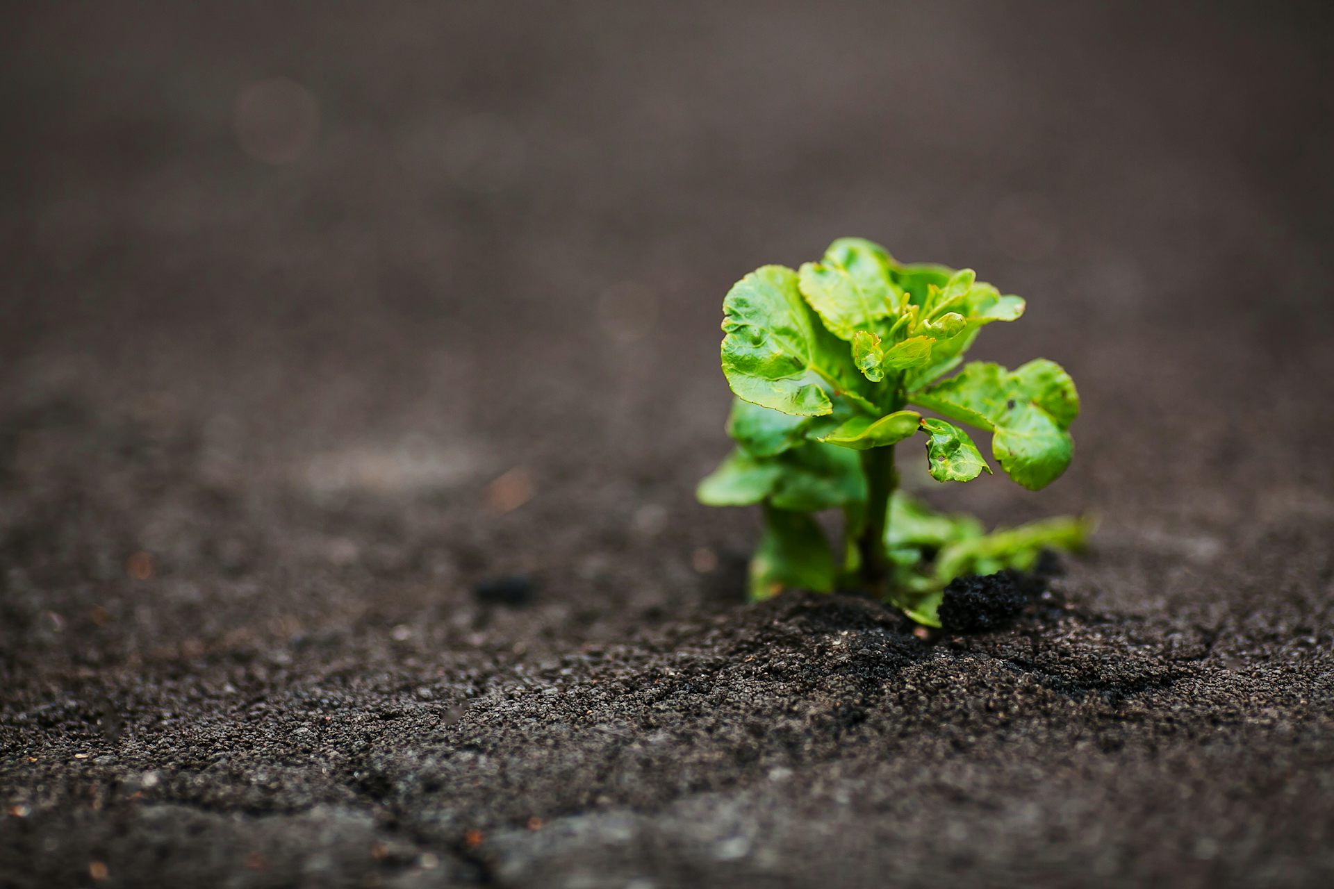 Humans strive for efficiency but could learn so much from nature’s ...