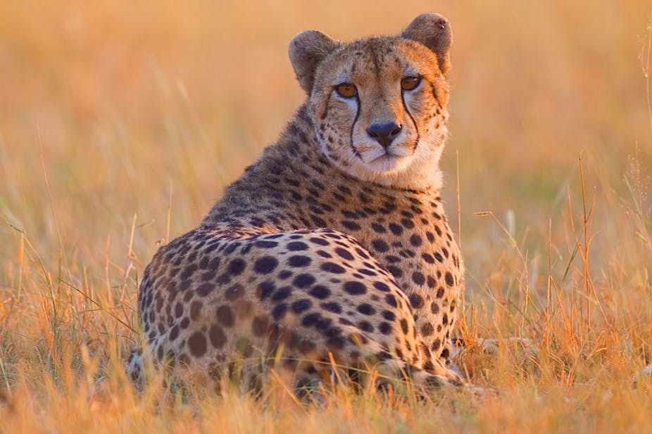 Wake up Call For The World As The Plight Of Cheetahs Worsens wake-up-call-for-the-world-as-the-plight-of-cheetahs-worsens