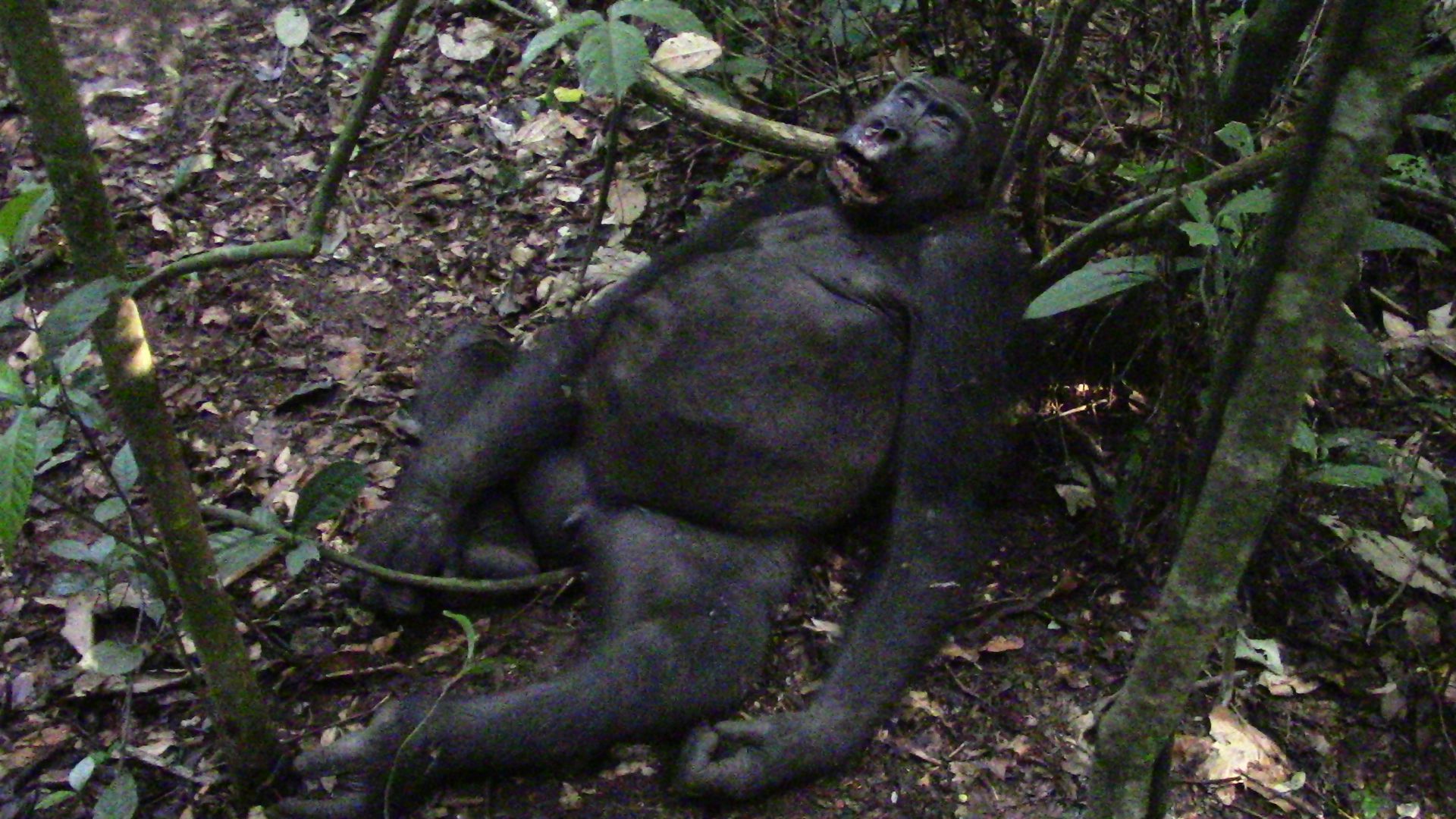 A gorilla shot and killed before my eyes: a primatologist's plea to ...