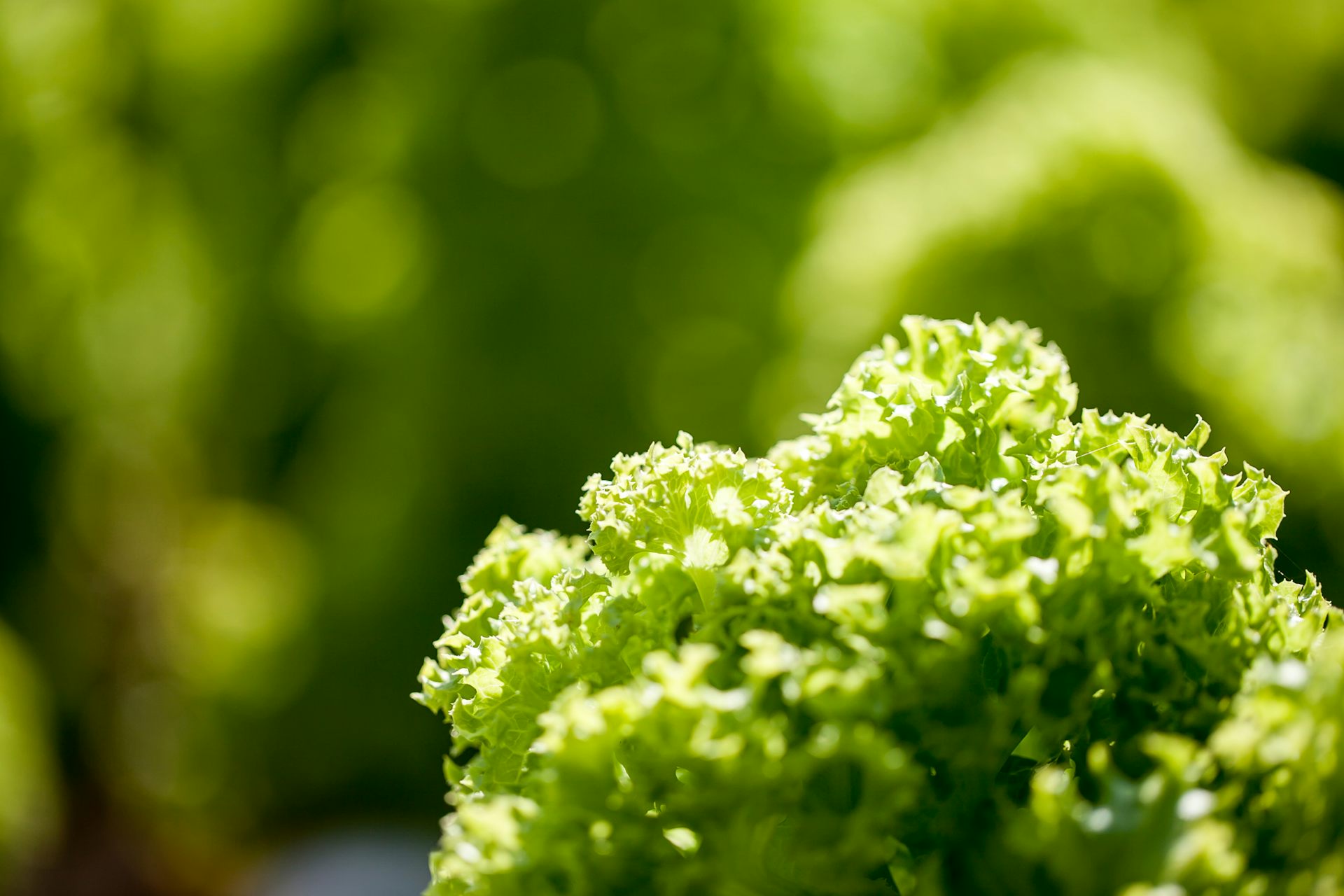 How we discovered that people have been cooking plants in pots for ...