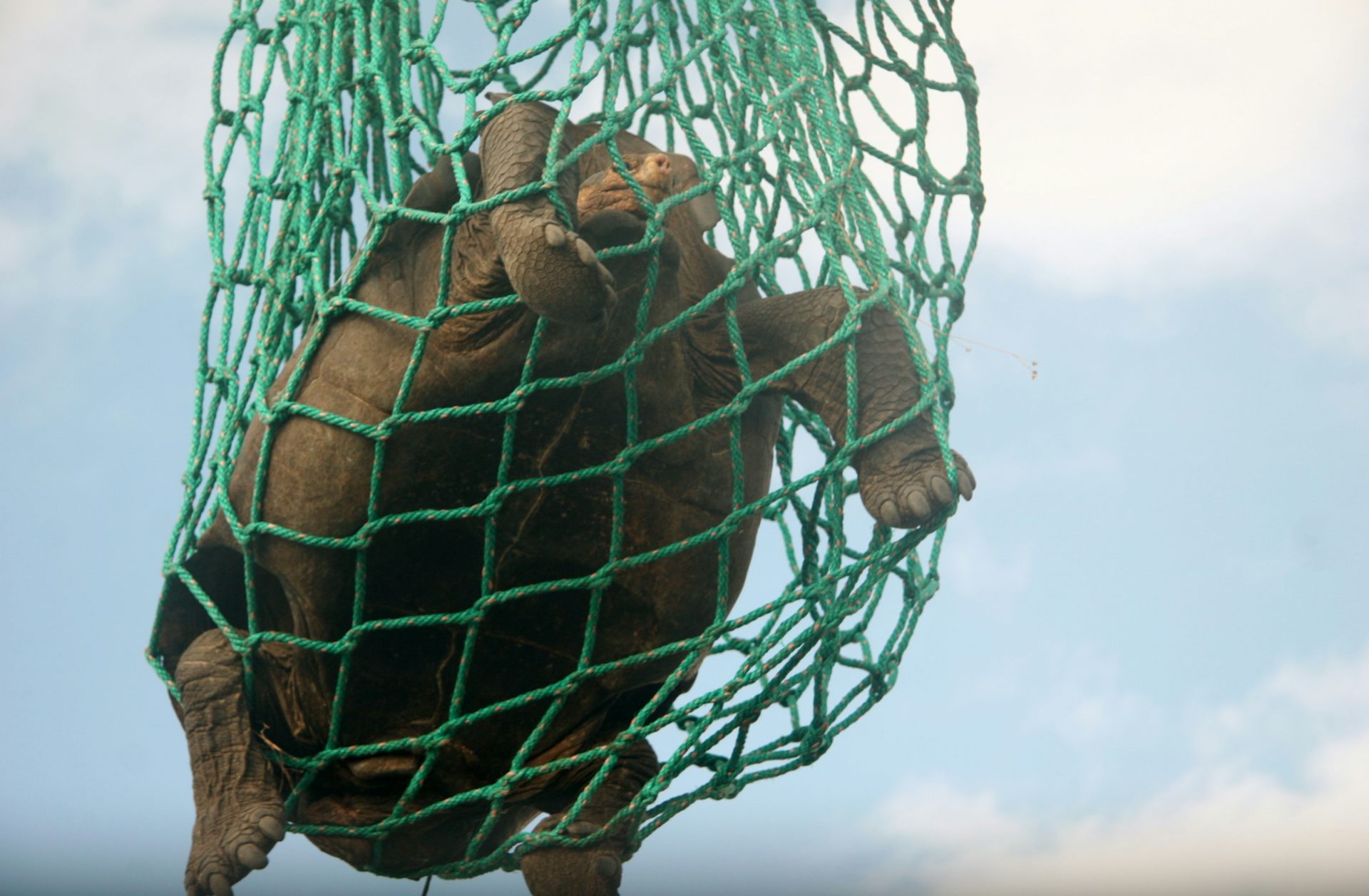Galapagos giant tortoises make a comeback, thanks to innovative ...