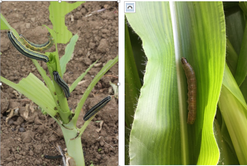 Armyworms are wreaking havoc in southern Africa. Why it's a big deal Armyworms are wreaking havoc in southern Africa. Why it's a big deal