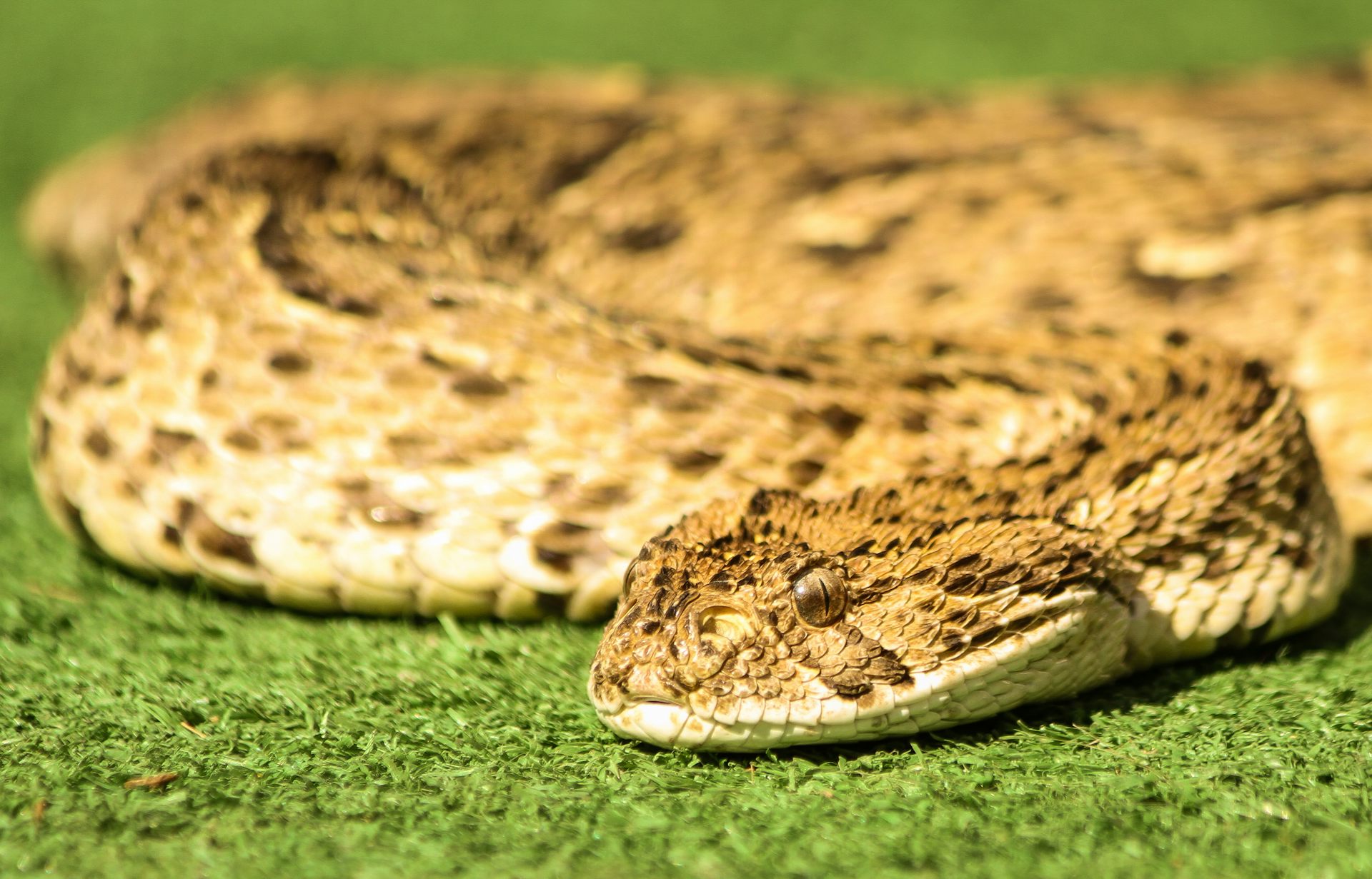 New puff adder behaviour uncovered: it uses two ways to entice its prey