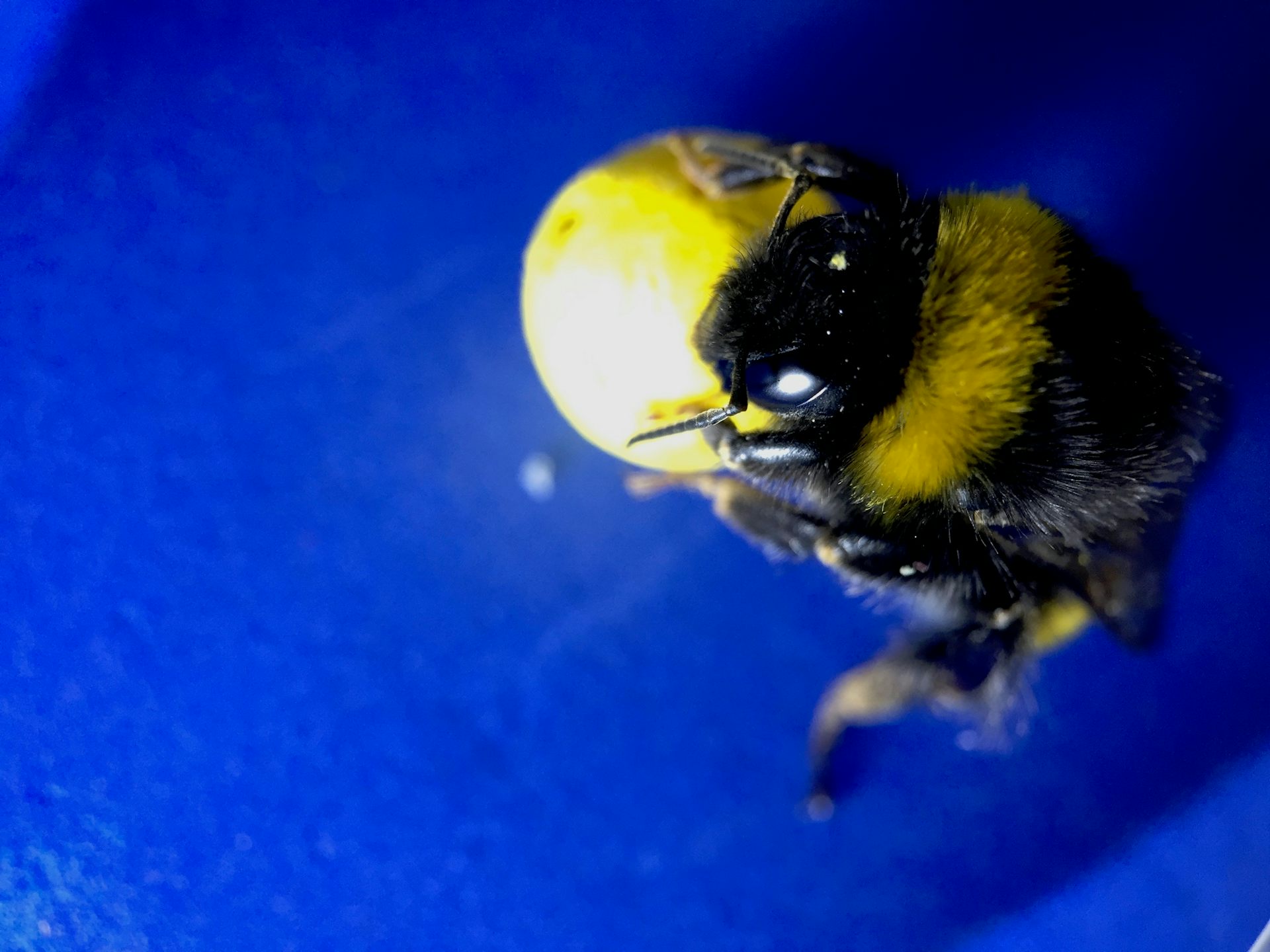 We taught bees to play football so we could learn about their brains