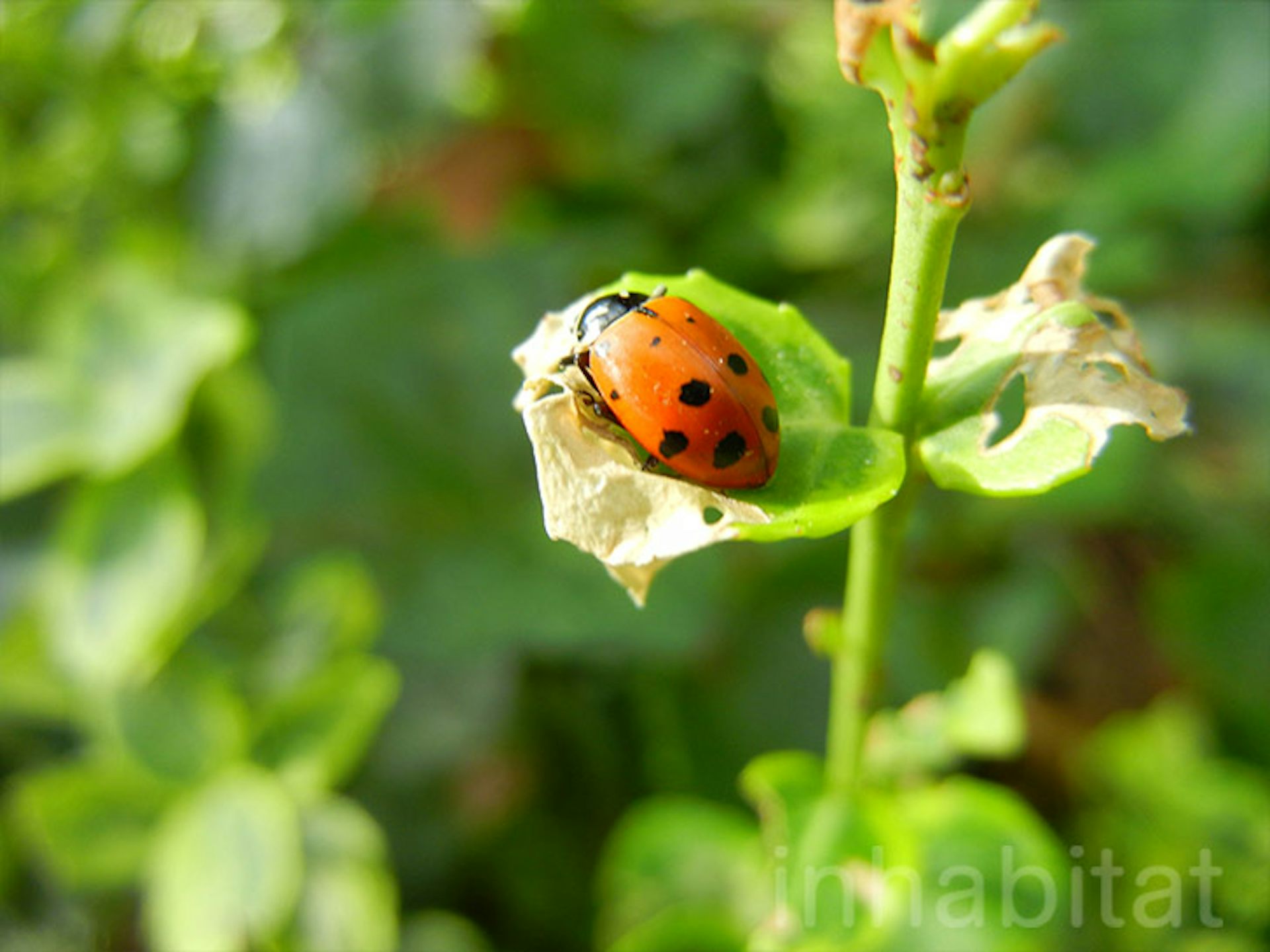 Conservation efforts must include small animals. After all, they run ...